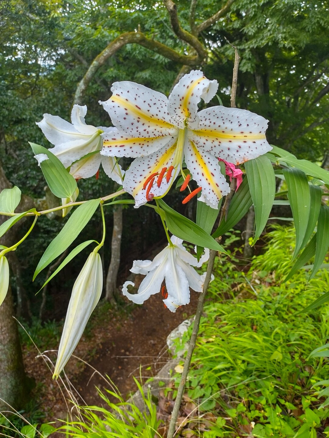 ウォーキング-2022-06-27 / nanaoさんのウォーキングの活動データ | YAMAP / ヤマップ