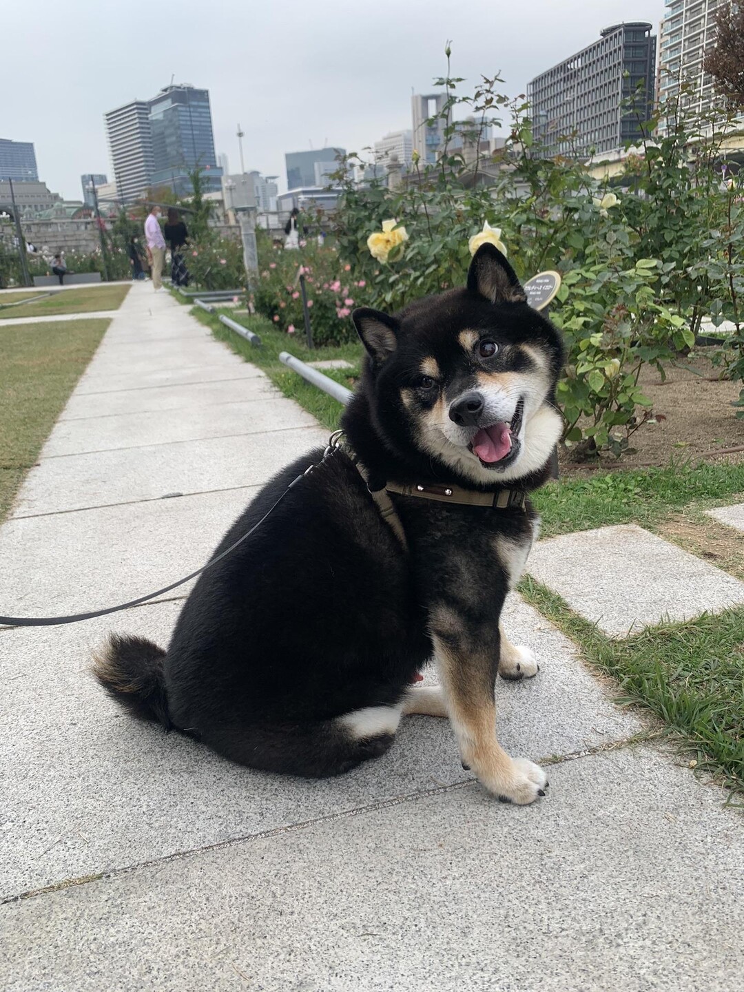 大阪 中之島公園 / ta614さんのウォーキングの活動データ | YAMAP / ヤマップ