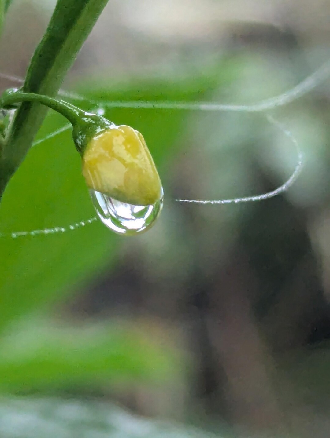清栄山 / H.Lily(花ちゃん)さんの阿蘇山・高岳・根子岳の活動データ | YAMAP / ヤマップ
