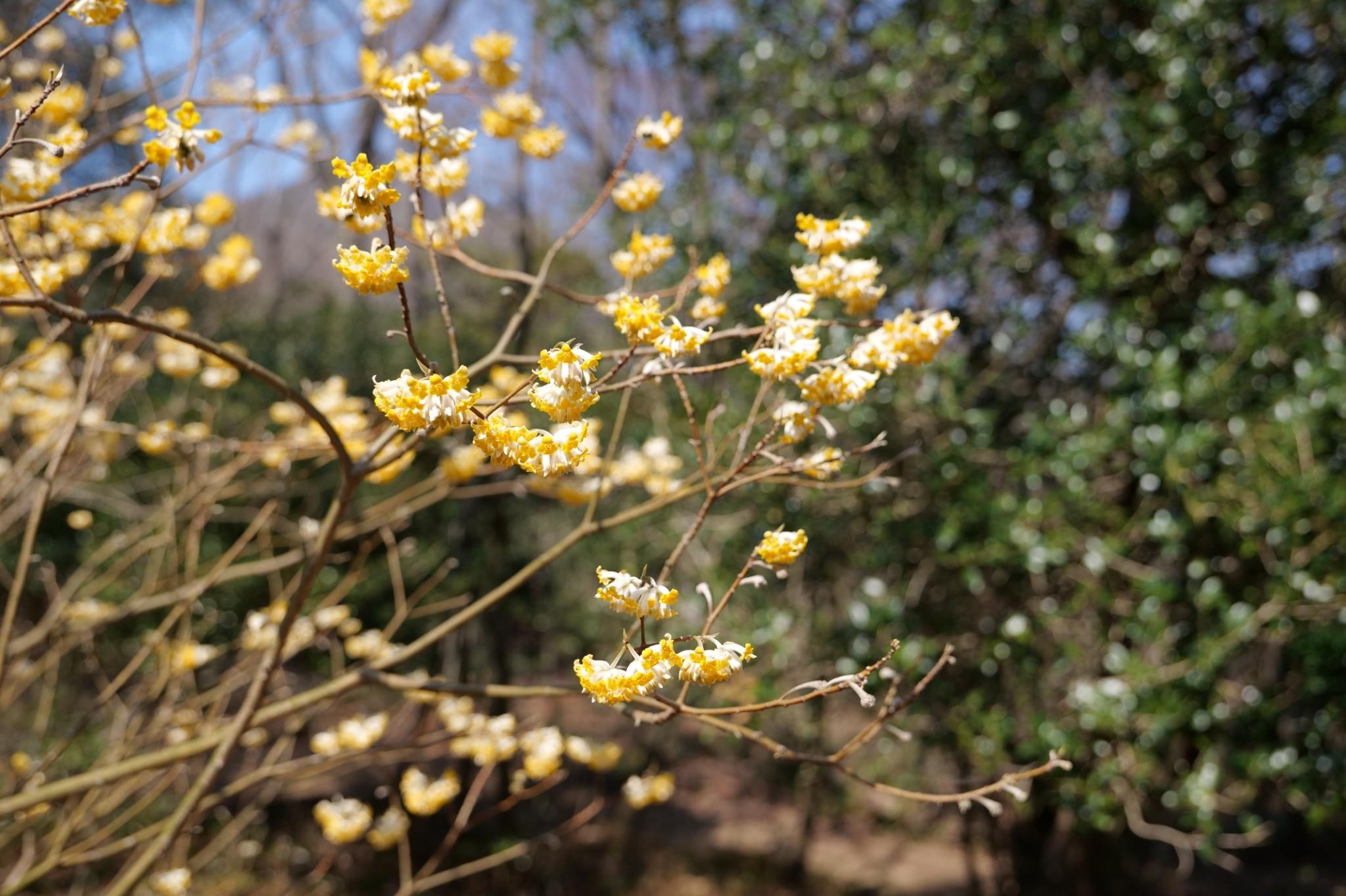 菰野富士 / cocataさんの御在所岳（御在所山）・雨乞岳の活動データ | YAMAP / ヤマップ