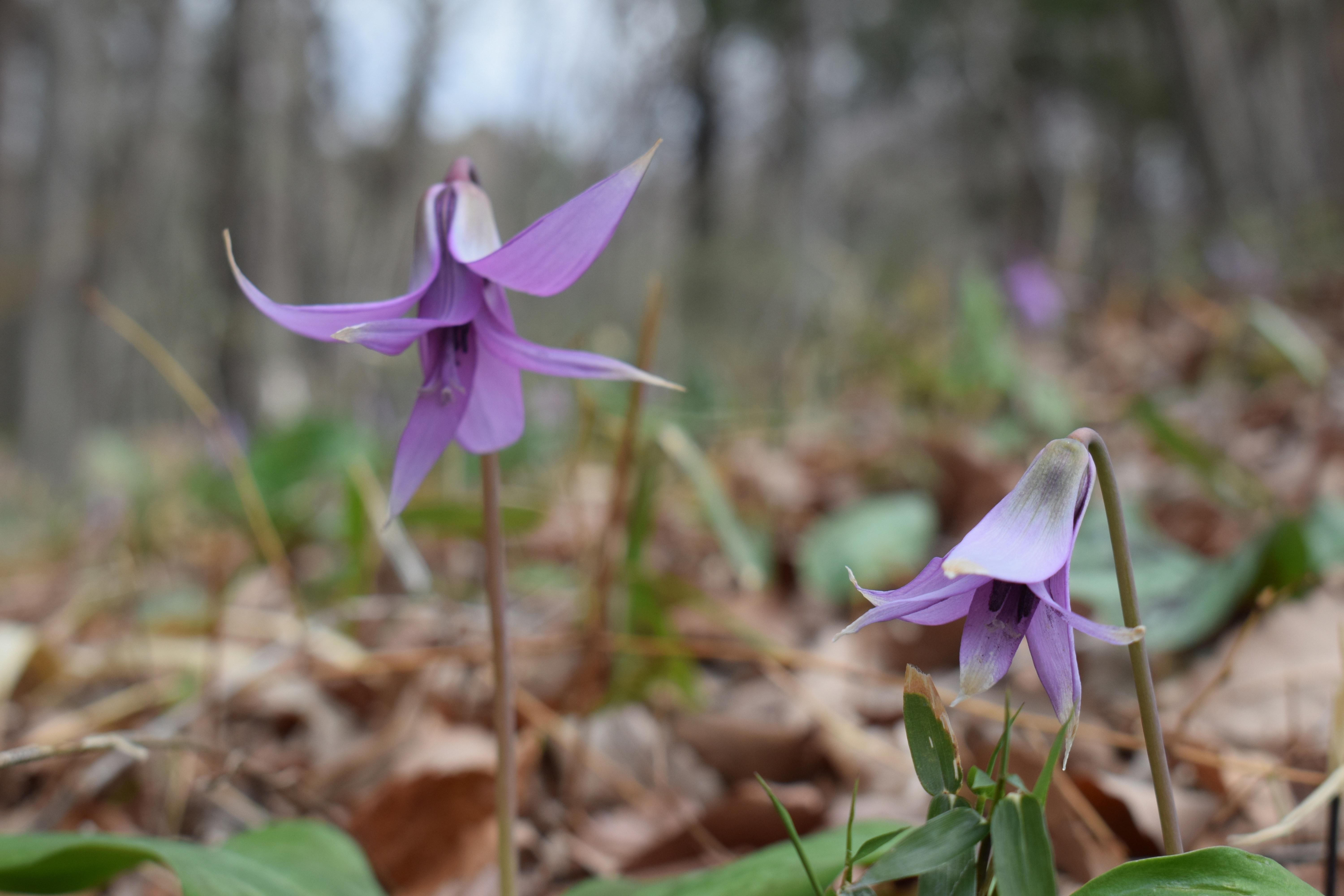 嶺公園-2025-03-31 / nm25さんの赤城山・黒檜山・荒山の活動データ | YAMAP / ヤマップ