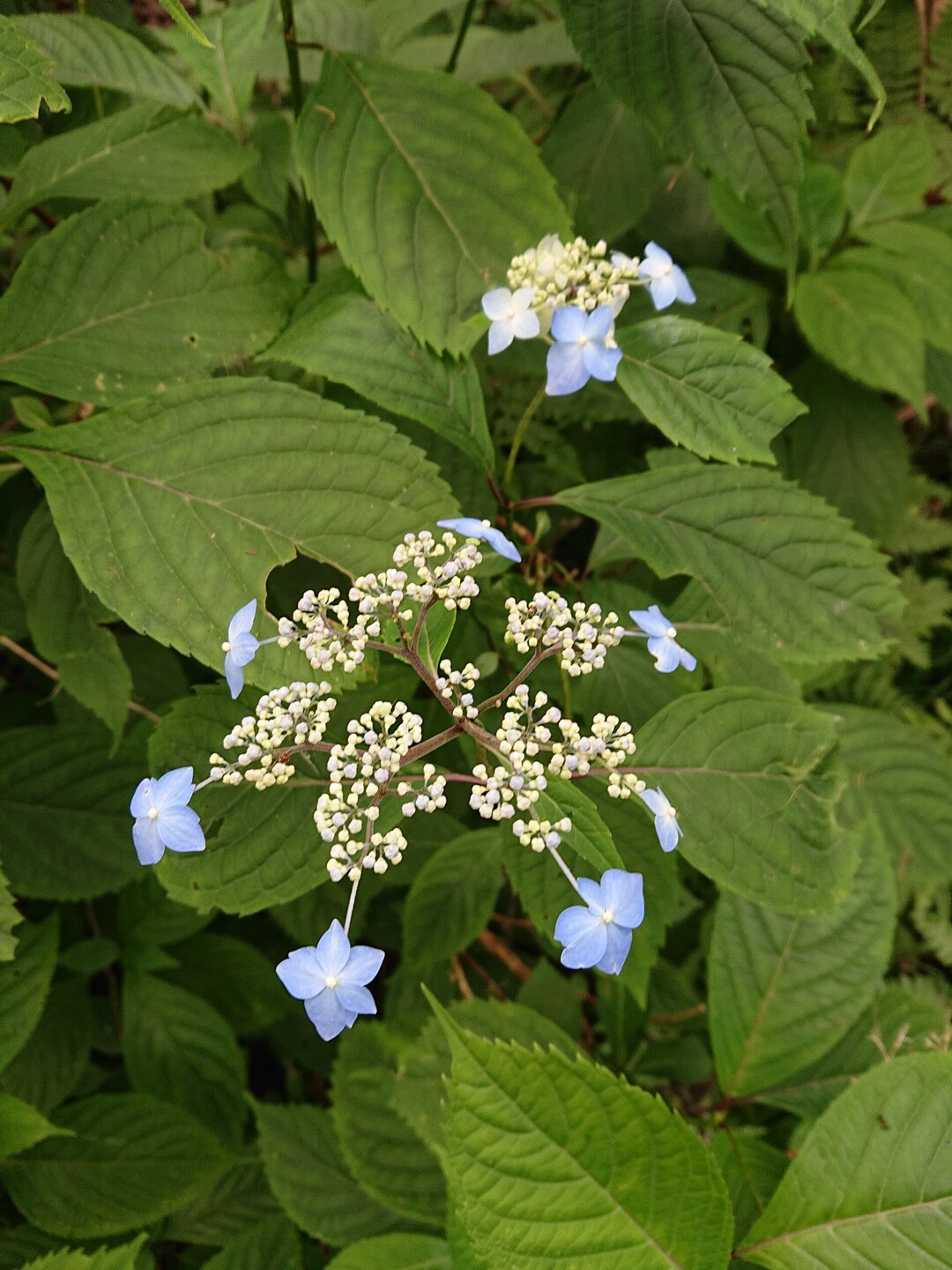 黒姫山 / b-Dragonさんの黒姫山の活動データ | YAMAP / ヤマップ