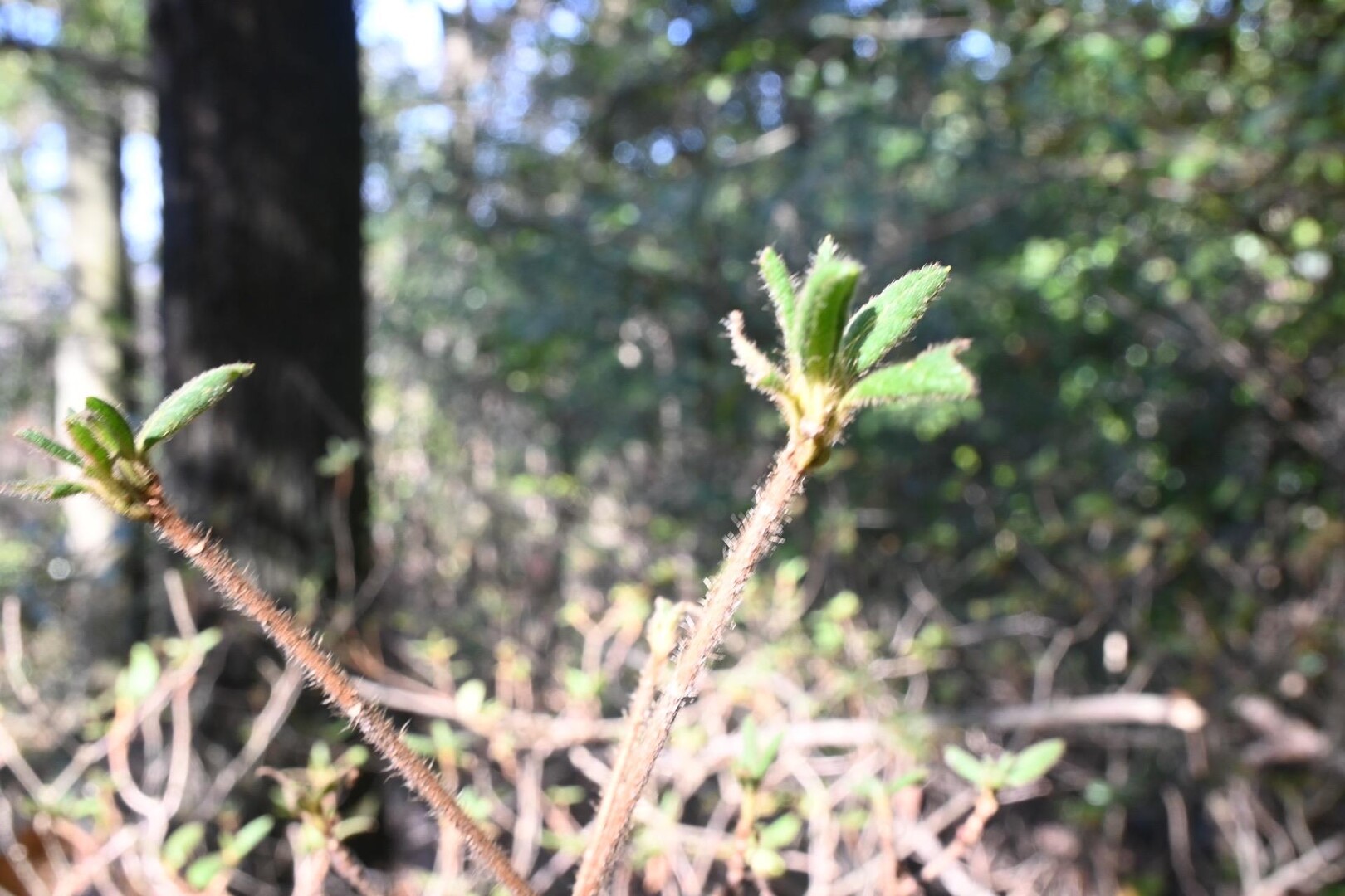 自然体験の森🌳散歩＆おまけに村積山 / Naope!さんの村積山の活動データ | YAMAP / ヤマップ