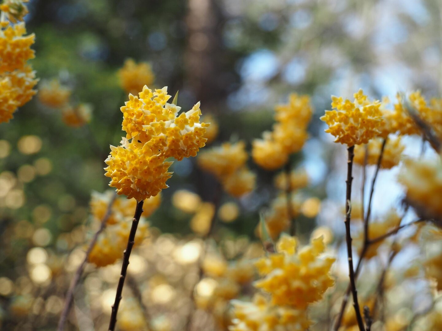 黄色い妖精さんが舞う 都留アルプス / Ikumi_monterosaさんの御正体山・杓子山・石割山の活動データ | YAMAP / ヤマップ
