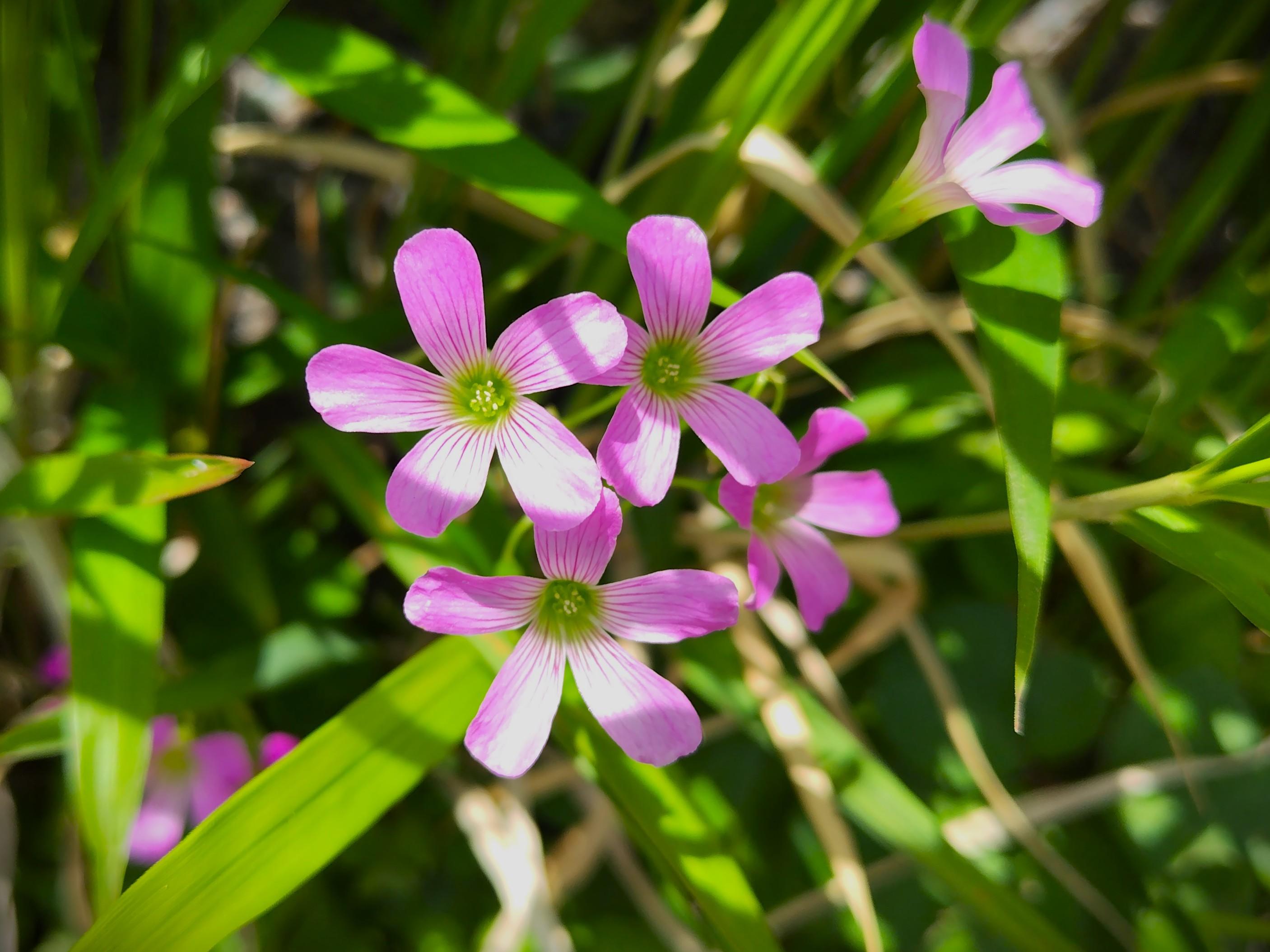 色金山・御旗山 / TOMTOMさんの根岳・親鸞山の活動データ | YAMAP / ヤマップ
