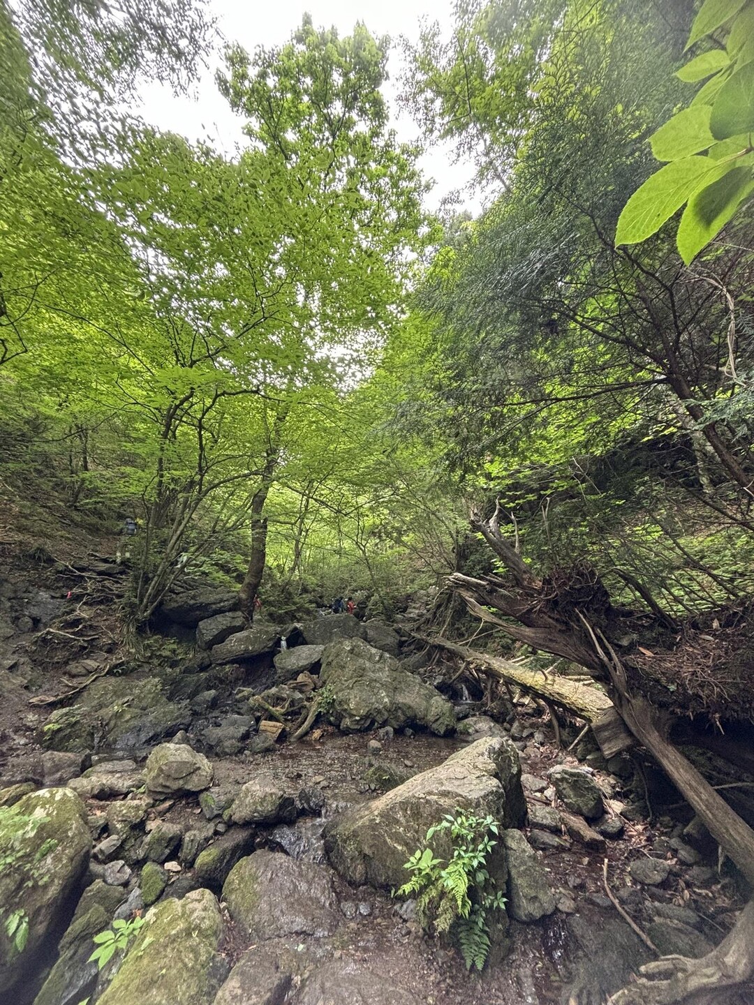 SH棒ノ嶺（棒ノ折山） / nanaさんの棒ノ折山（棒ノ嶺）の活動データ | YAMAP / ヤマップ