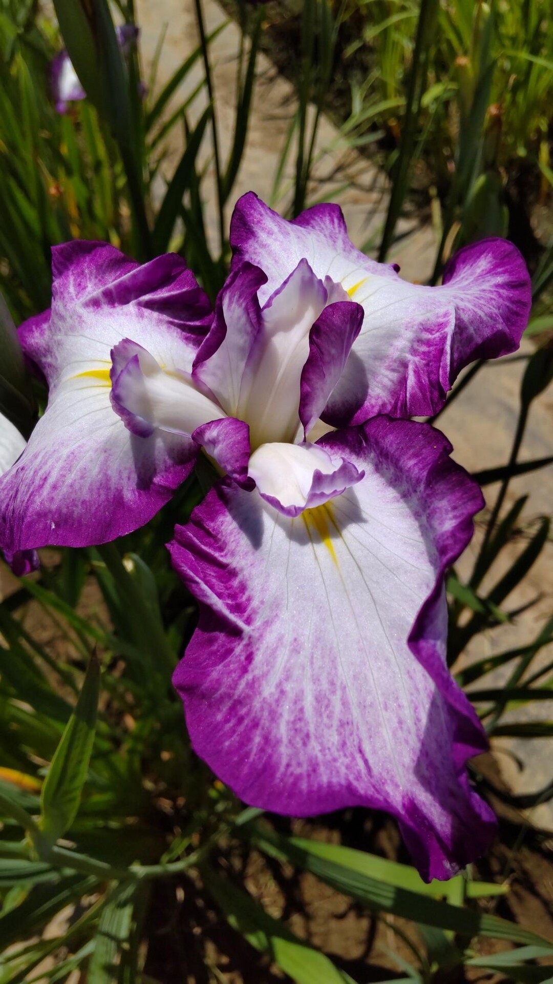 6/17 御霊山 / toshiさんのつくば市の活動データ | YAMAP / ヤマップ