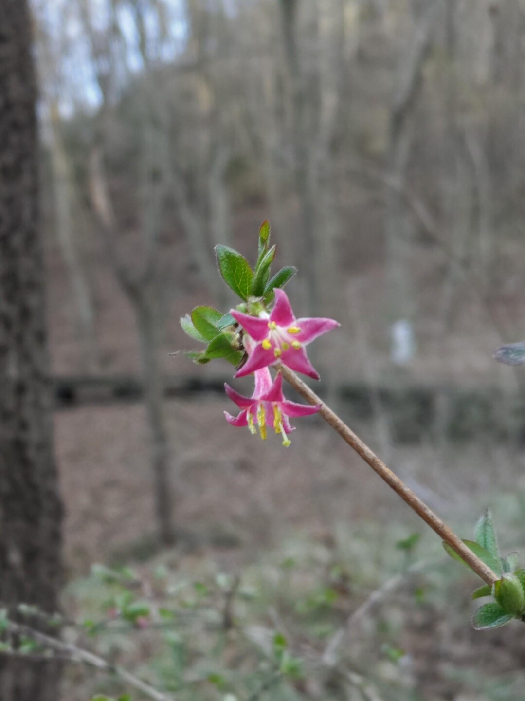 三毳山散策🚶 / yokkoさんの三毳山の活動データ | YAMAP / ヤマップ