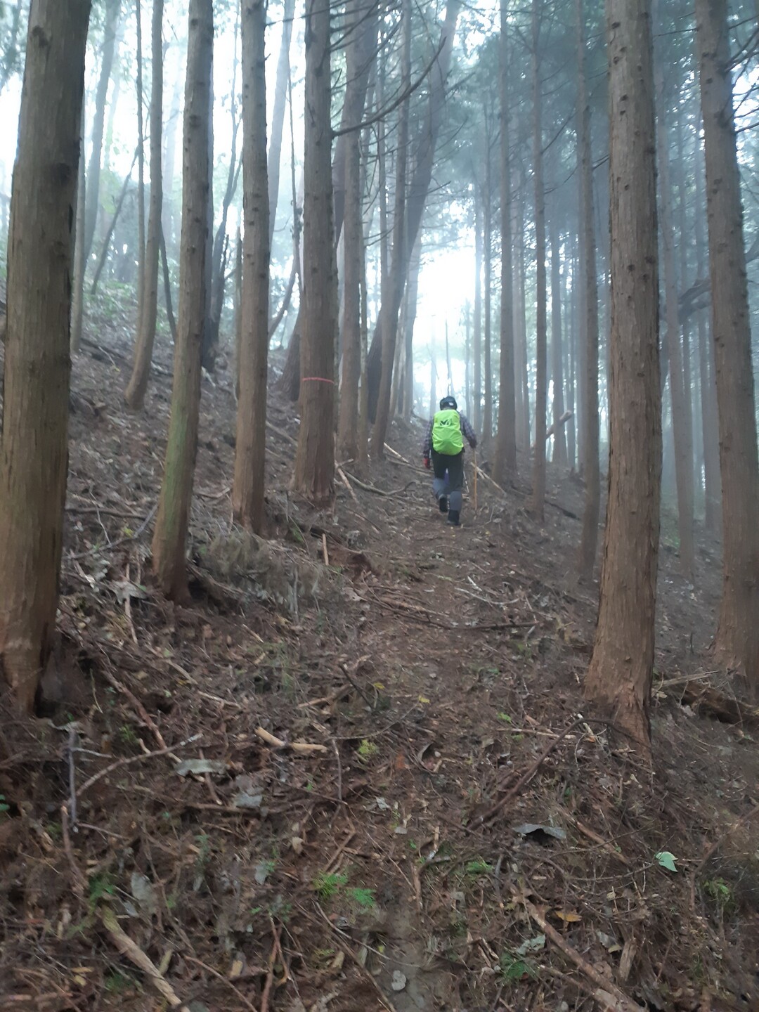 「誰も行かない山」青枯山662.1m / 山人さんの櫃ヶ山・星山の活動データ | YAMAP / ヤマップ