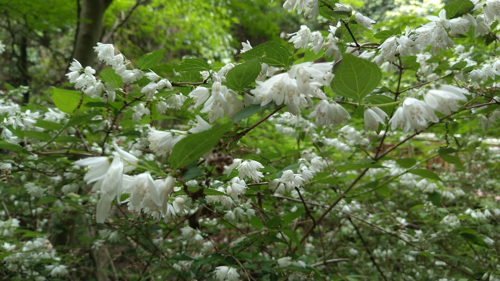 布引の滝から摩耶山。 / TETSUさんの六甲山・長峰山・摩耶山の活動データ | YAMAP / ヤマップ