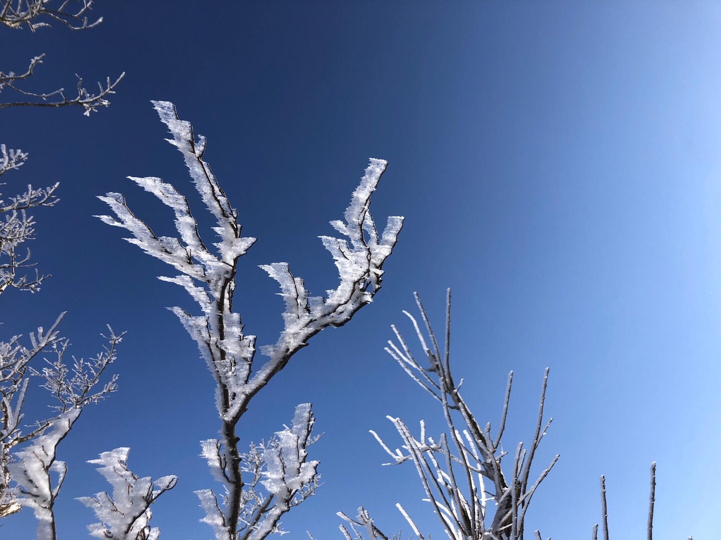 霊仙山 / shojiさんの霊仙山の活動データ | YAMAP / ヤマップ