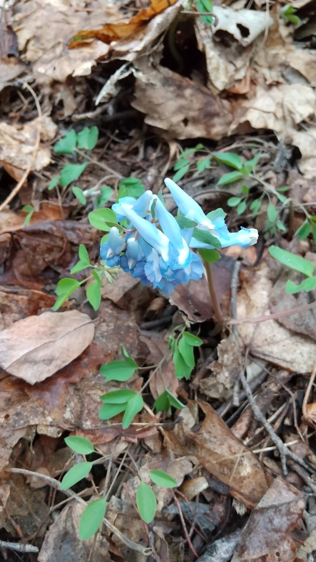 1ヶ月ぶりの円山🐻 / kumakoさんの三角山・大倉山・円山の活動日記 | YAMAP / ヤマップ