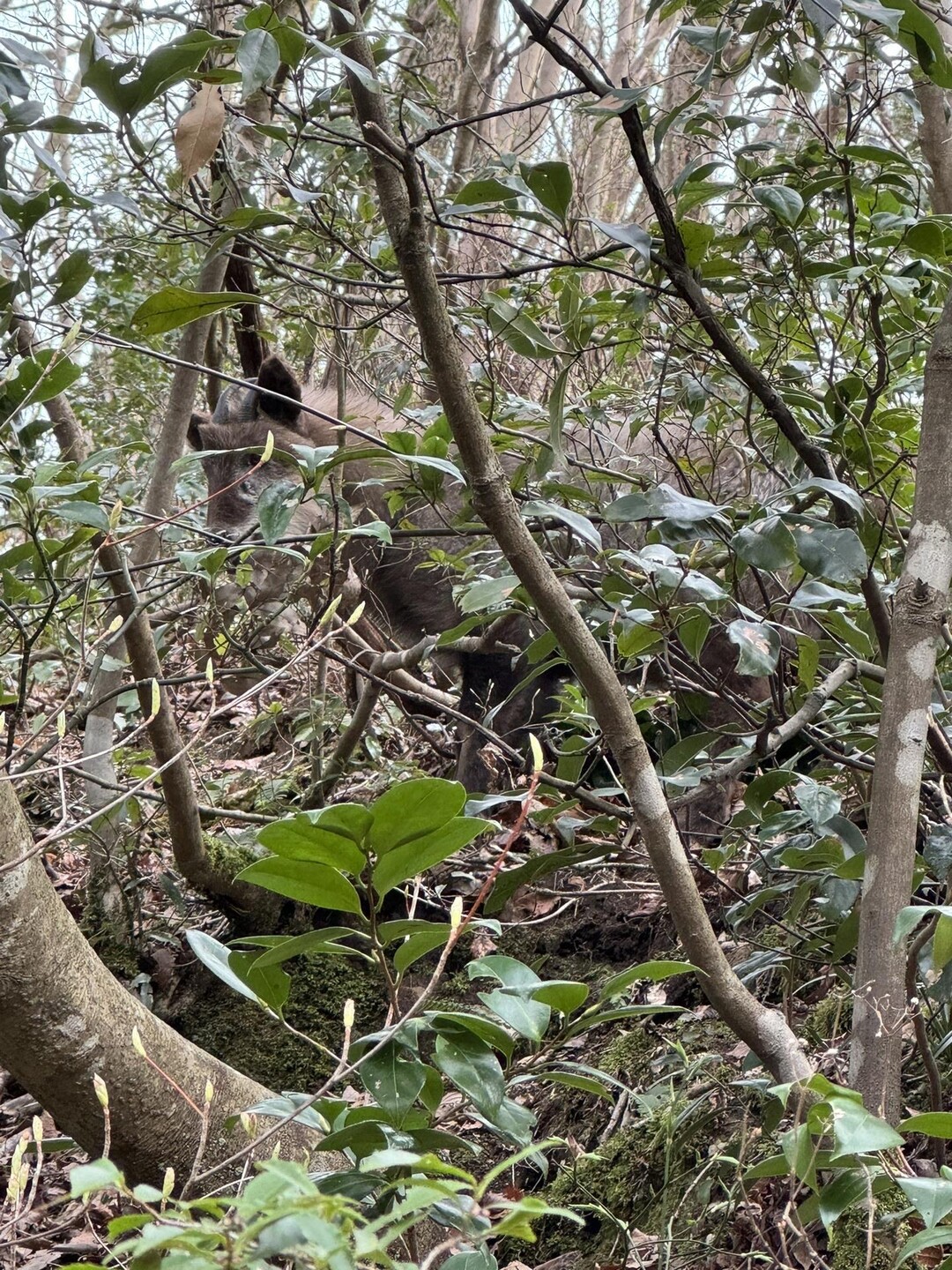 富士写ヶ岳 / Takuさんの富士写ヶ岳・小倉谷山・火燈山の活動データ | YAMAP / ヤマップ