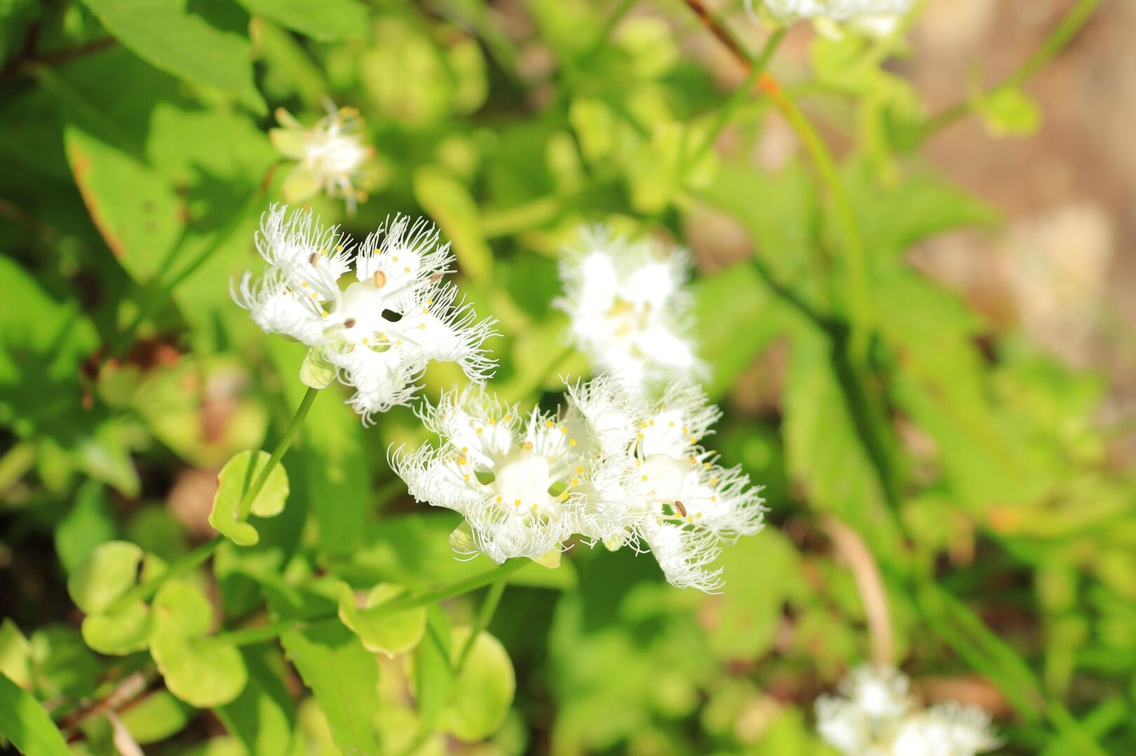 高妻山 / reiさんの高妻山・戸隠山の活動データ | YAMAP / ヤマップ