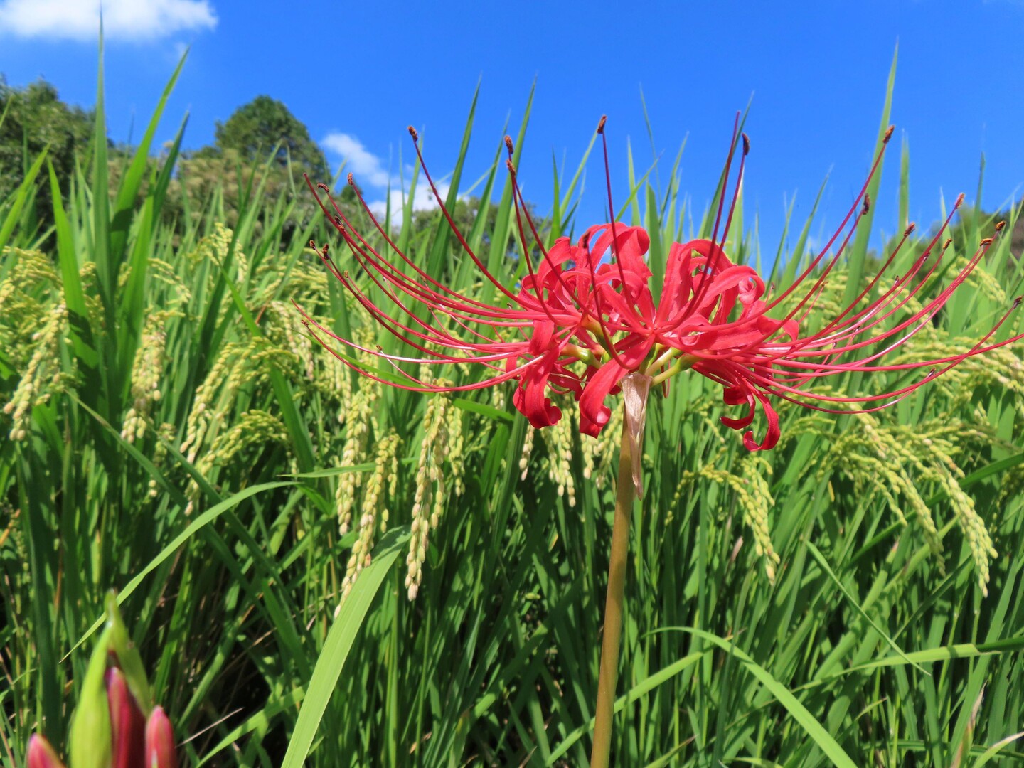 酬恩庵（一休寺）から甘南備山へ🚶 / Howardさんの交野山・国見山の活動日記 | YAMAP / ヤマップ