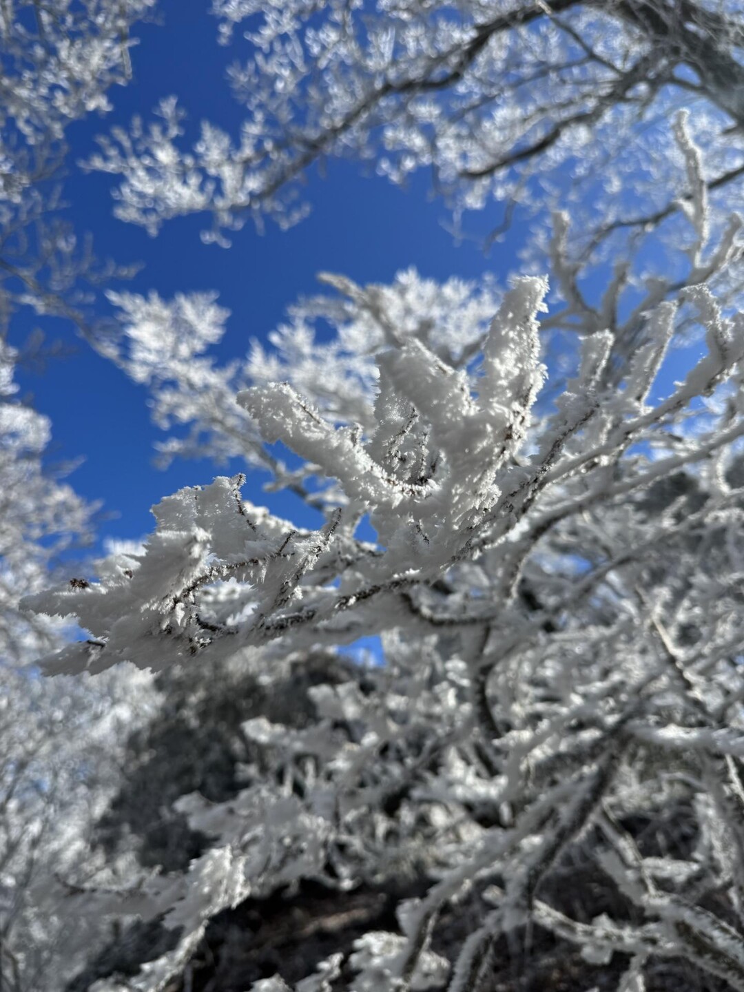 祖母山 / k.yutaさんの祖母山の活動日記 | YAMAP / ヤマップ