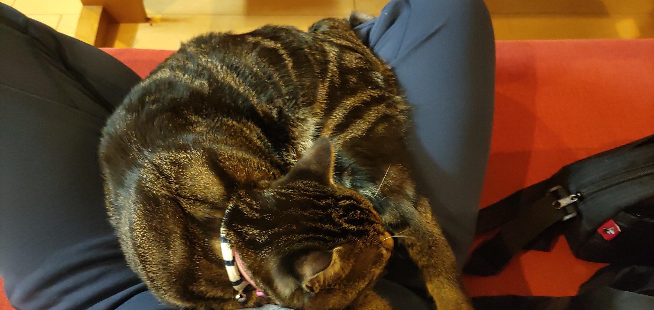 今日は山に行こうと思ってたのに^_^; ... / おっくん。さんのモーメント | YAMAP / ヤマップ