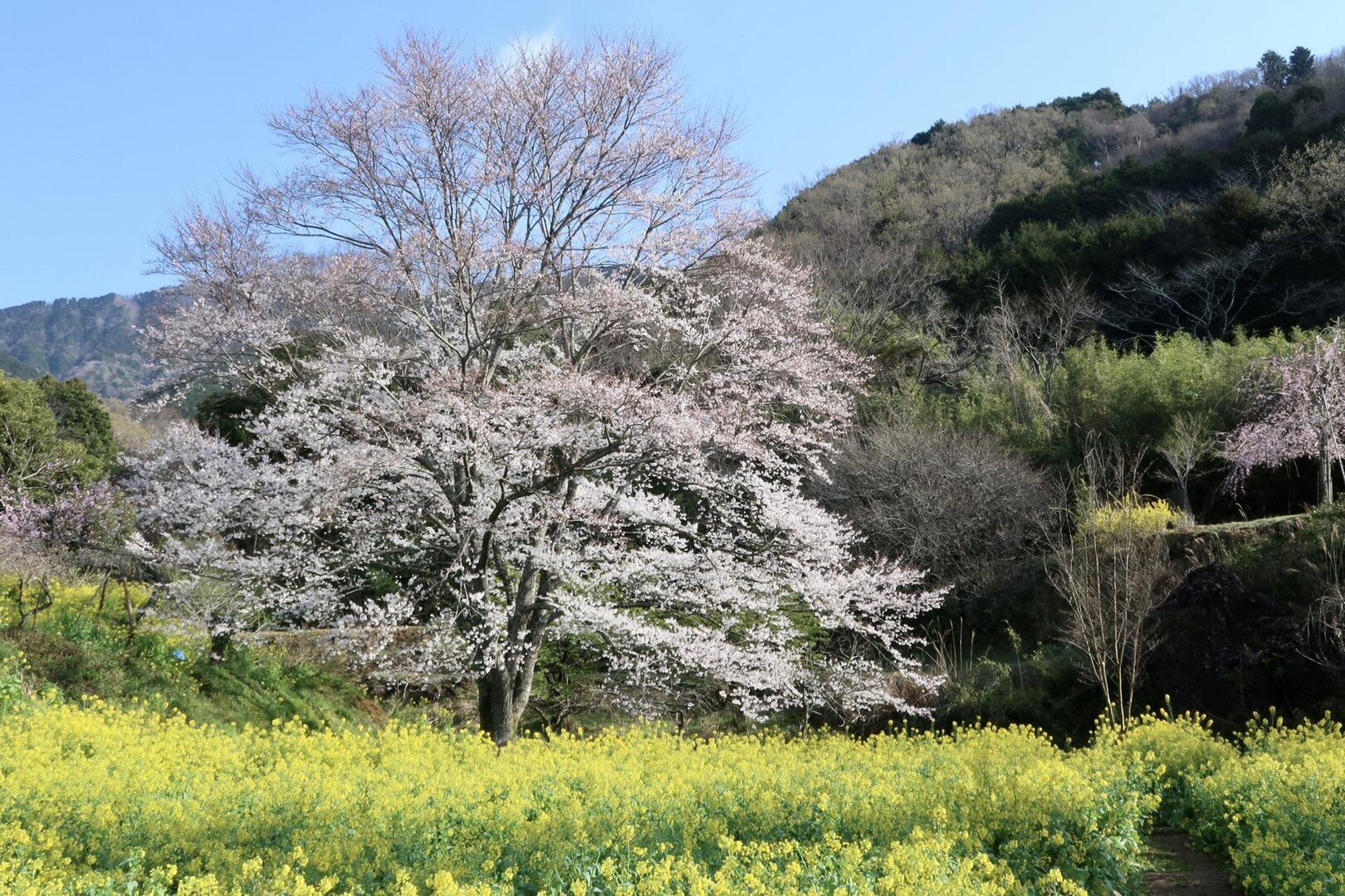 蓑毛の淡墨桜🌸 大山に春がきた / heeさんの大山の活動データ | YAMAP / ヤマップ