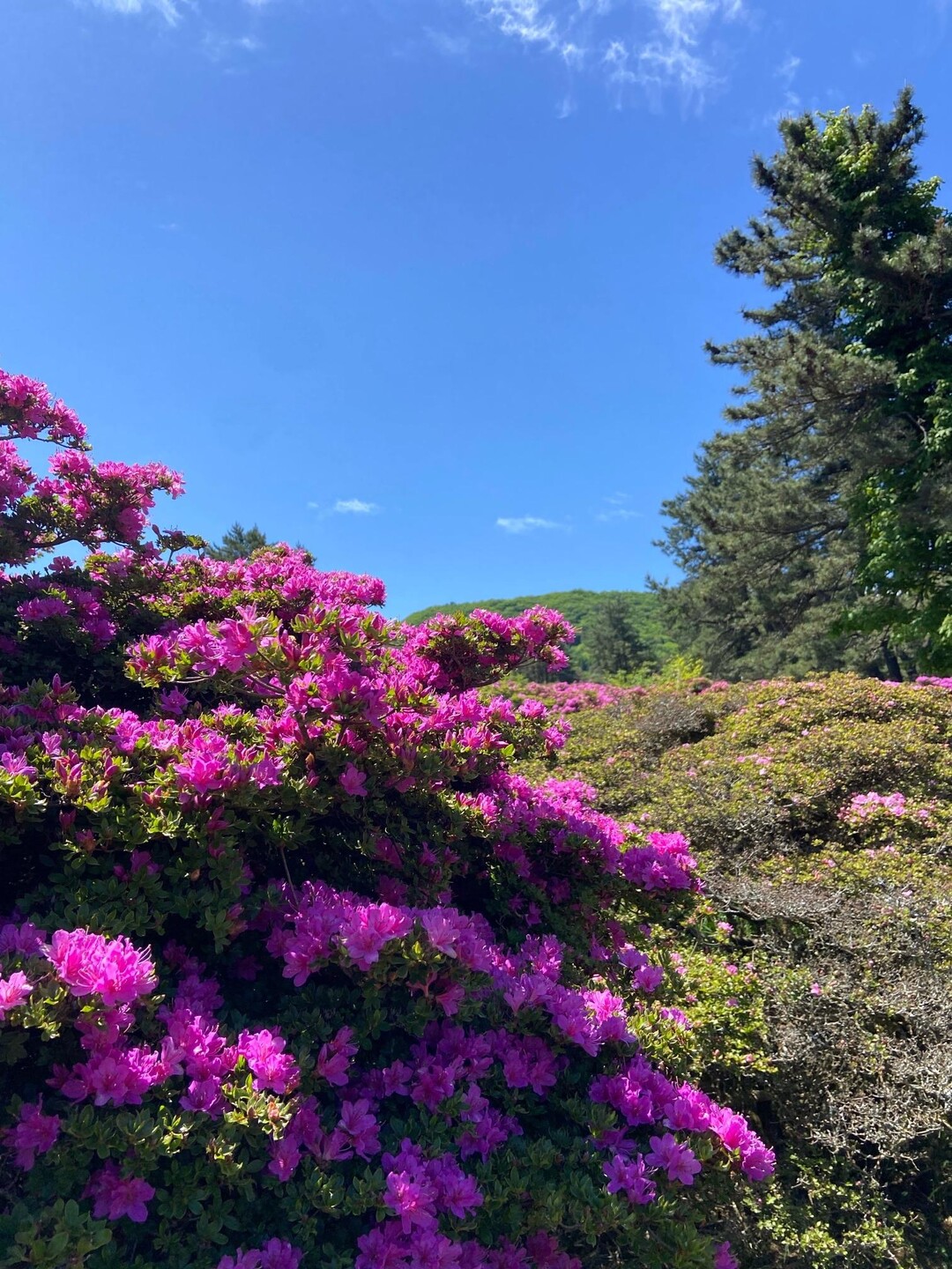 ピンクデー ️IN 万年山.西万年 / shotaさんの万年山・伐株山の活動データ | YAMAP / ヤマップ