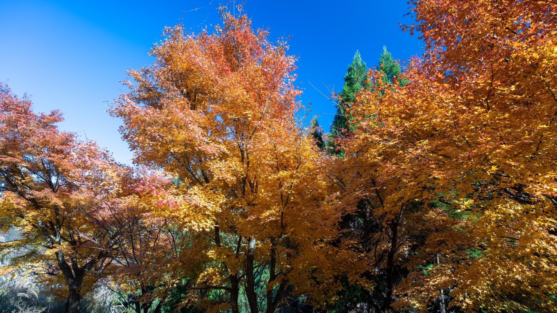 矢筈山⛰ / 51-GOGOさんの矢筈山・黒笠山の活動日記 | YAMAP / ヤマップ
