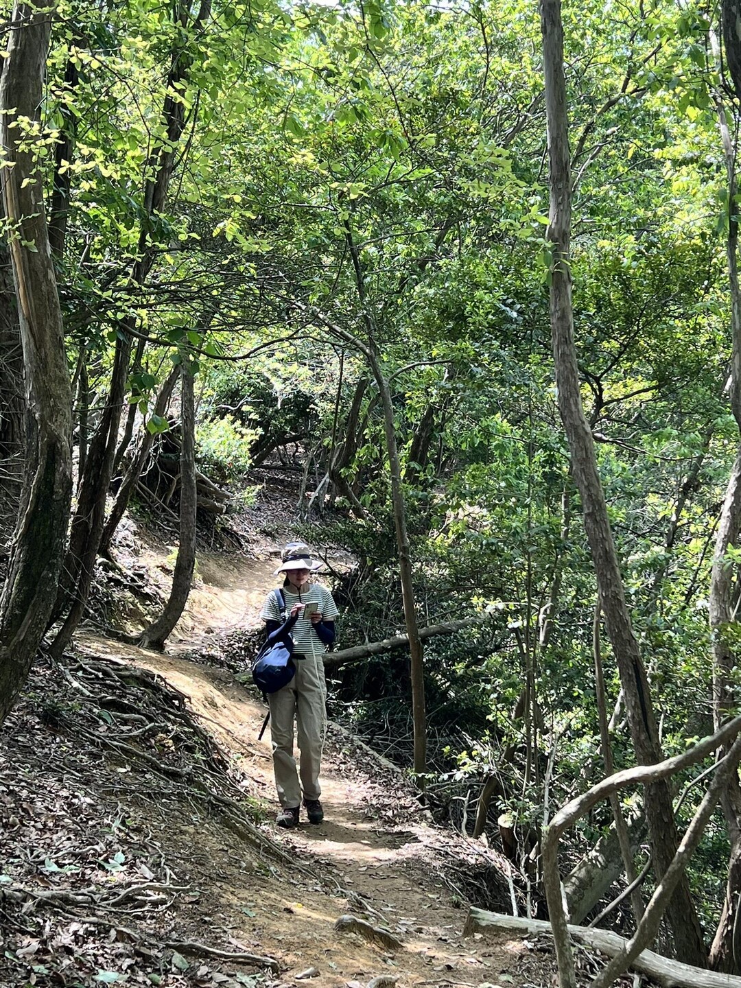 今日は娘と裏山ハイキング。 沓掛山も野鳥... / Tomo♪さんのモーメント | YAMAP / ヤマップ