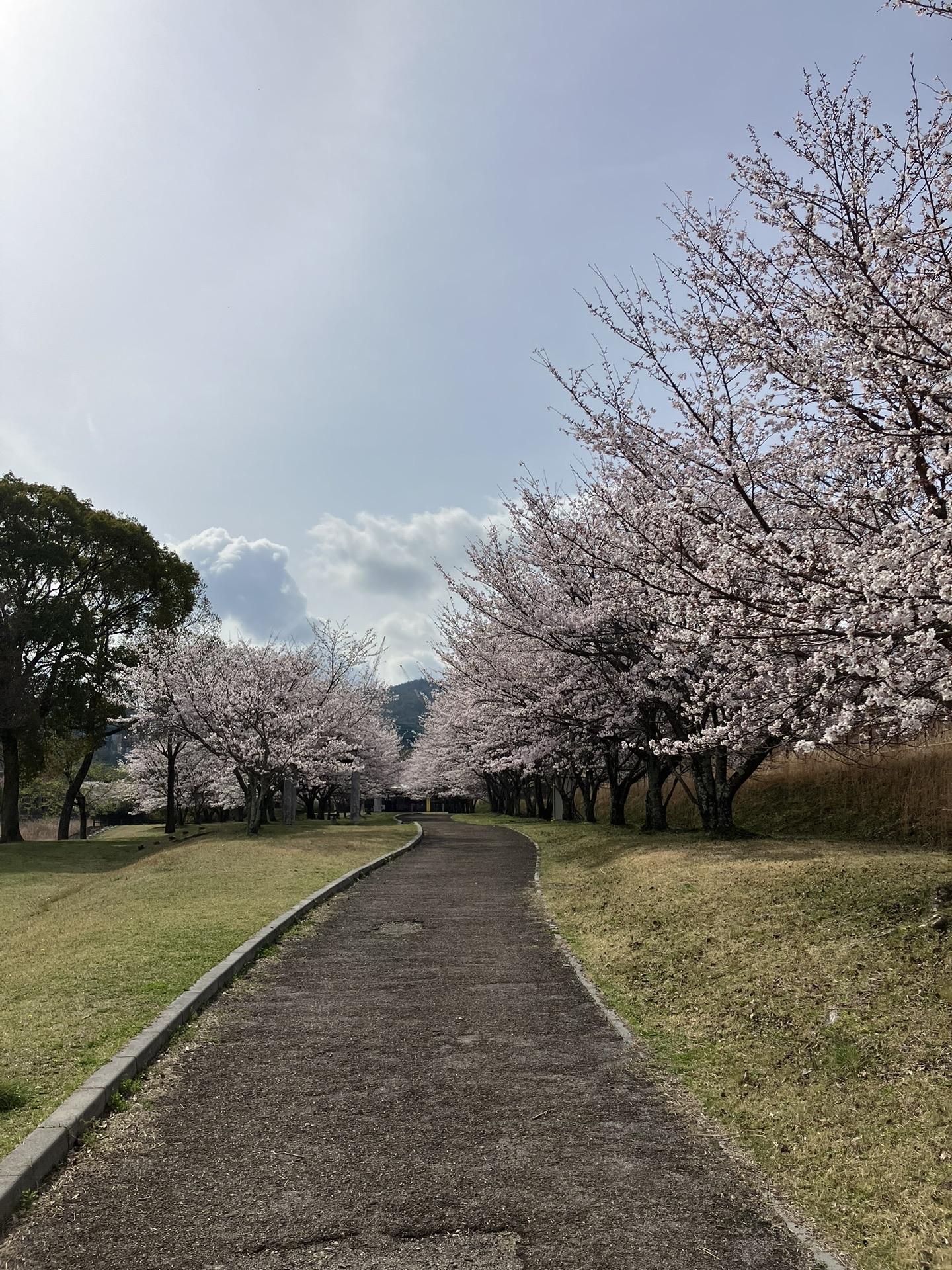 笹間ヶ岳・矢筈ヶ岳・太神山と桜 / Miyumaさんの湖南アルプス（太神山・堂山）の活動データ | YAMAP / ヤマップ