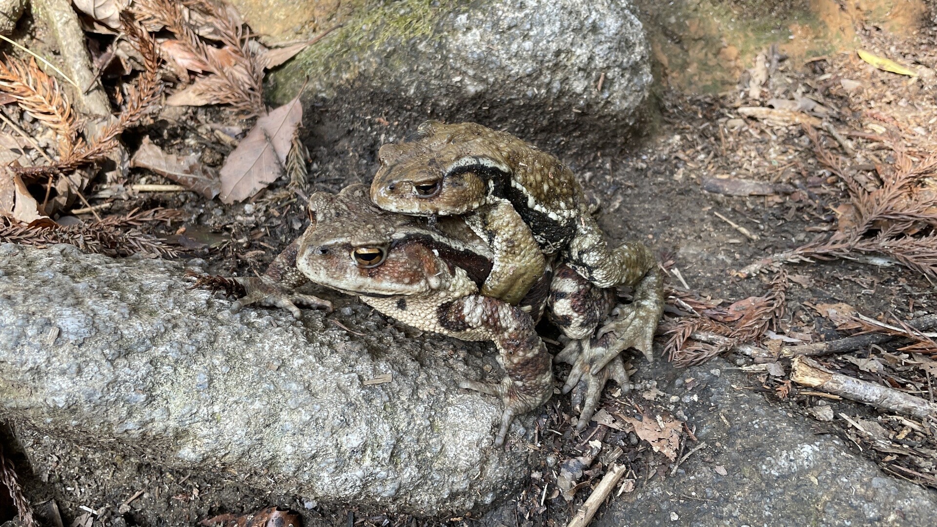 宝満山 / ゆうすけさんの宝満山・三郡山・若杉山の活動データ | YAMAP / ヤマップ