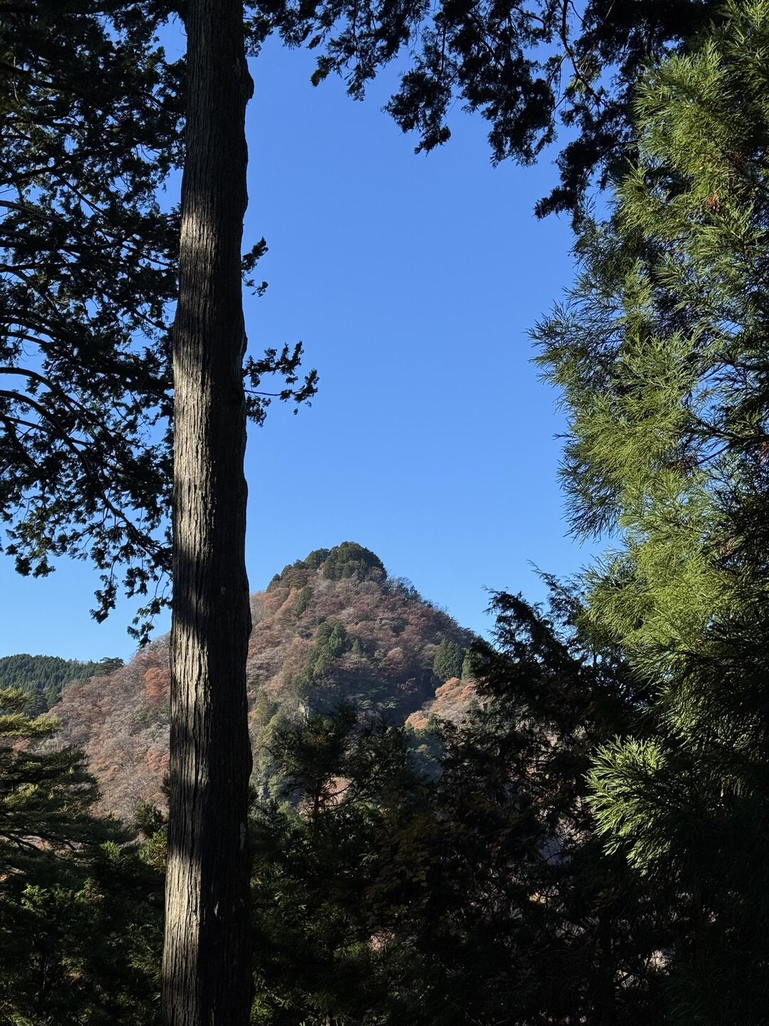 御岳山・奥の院峰・鍋割山・大岳山・日の出山〜つるつる温泉 / azu_outdoorさんの大岳山・御岳山・御前山の活動データ | YAMAP / ヤマップ