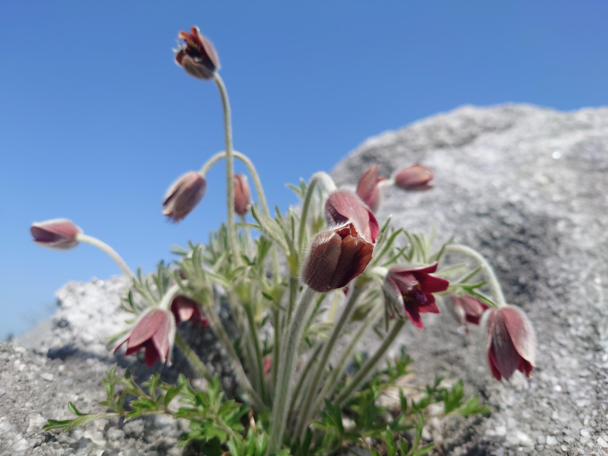 春🌿の平尾台⛰️ぐるりトレッキング🥾 / Bobにゃんさんの平尾台・貫山・水晶山の活動データ | YAMAP / ヤマップ