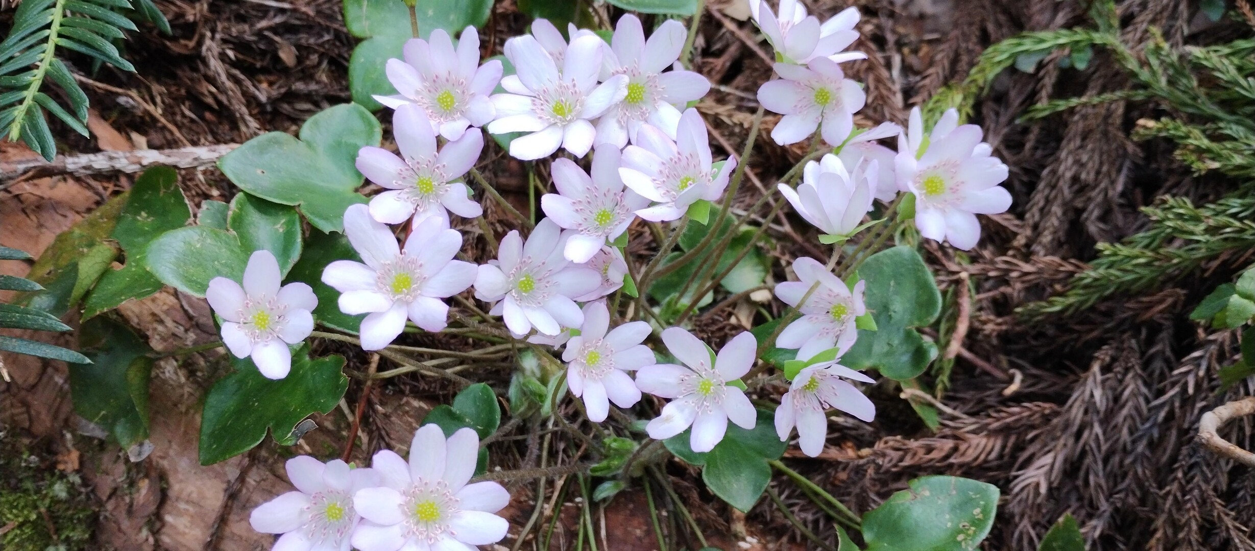 扇山・赤祖父山 / yomakさんの高清水山・高落場山・八乙女山の活動データ | YAMAP / ヤマップ