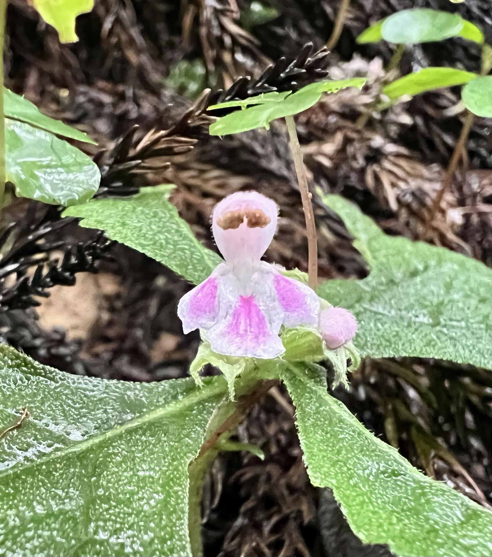 横倉山-2025-08-11 / marukoさんの横倉山の活動データ | YAMAP / ヤマップ