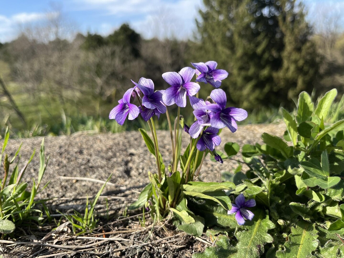 城内山 / sue sannさんの南昌山・東根山・箱ヶ森の活動データ | YAMAP / ヤマップ