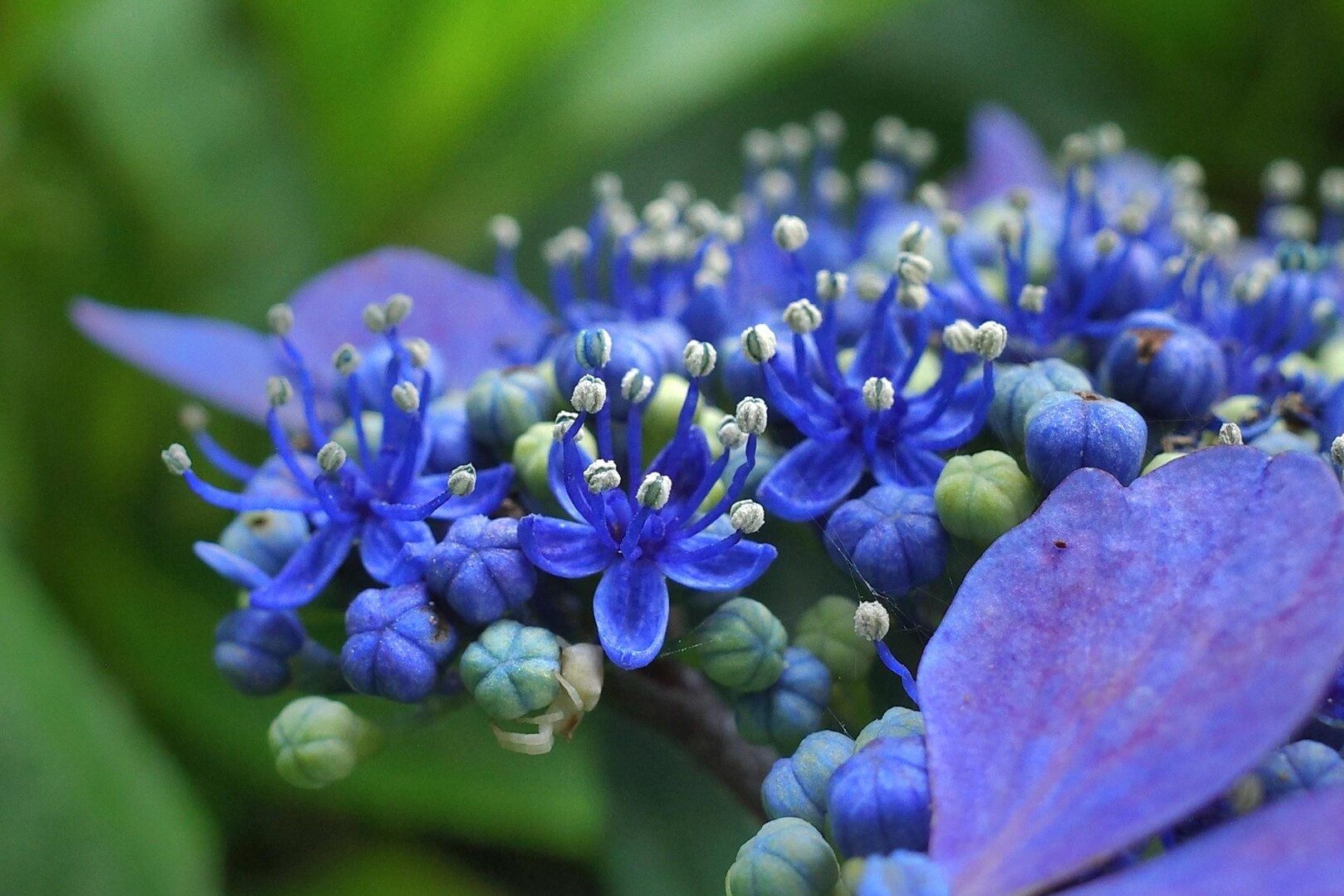 桃源郷の紫陽花🌼と遠見山 / wakky!!さんの遠見山の活動データ | YAMAP / ヤマップ