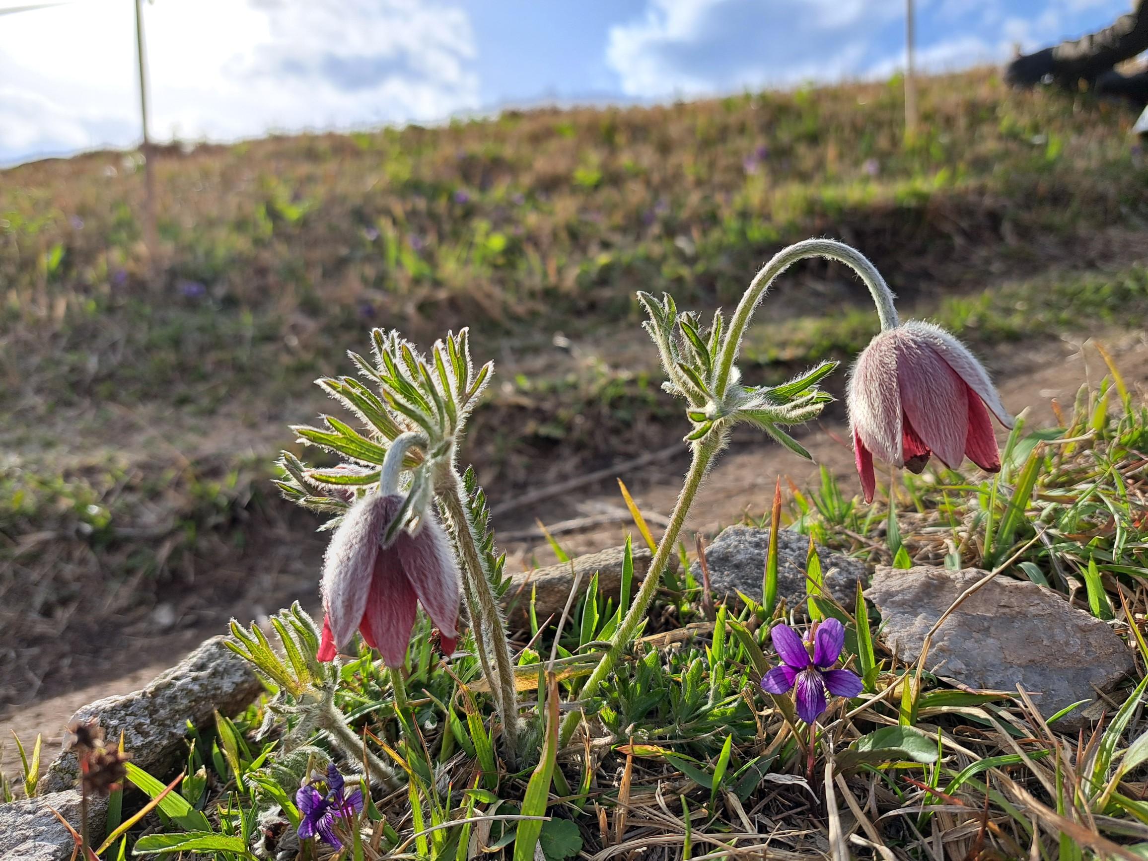 翁草。フォローさんたちのレポみてたらまた... / katu3さんのモーメント | YAMAP / ヤマップ