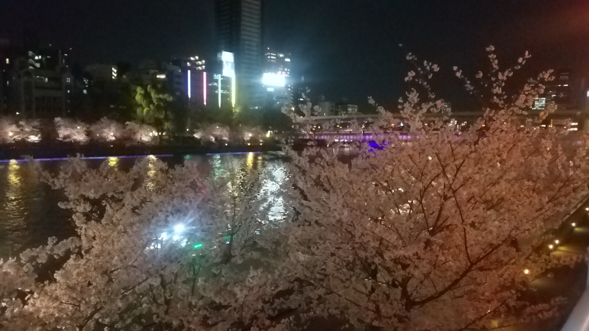 山行けてないけど、春ですね🌸 満開です... / noriさんのモーメント | YAMAP / ヤマップ