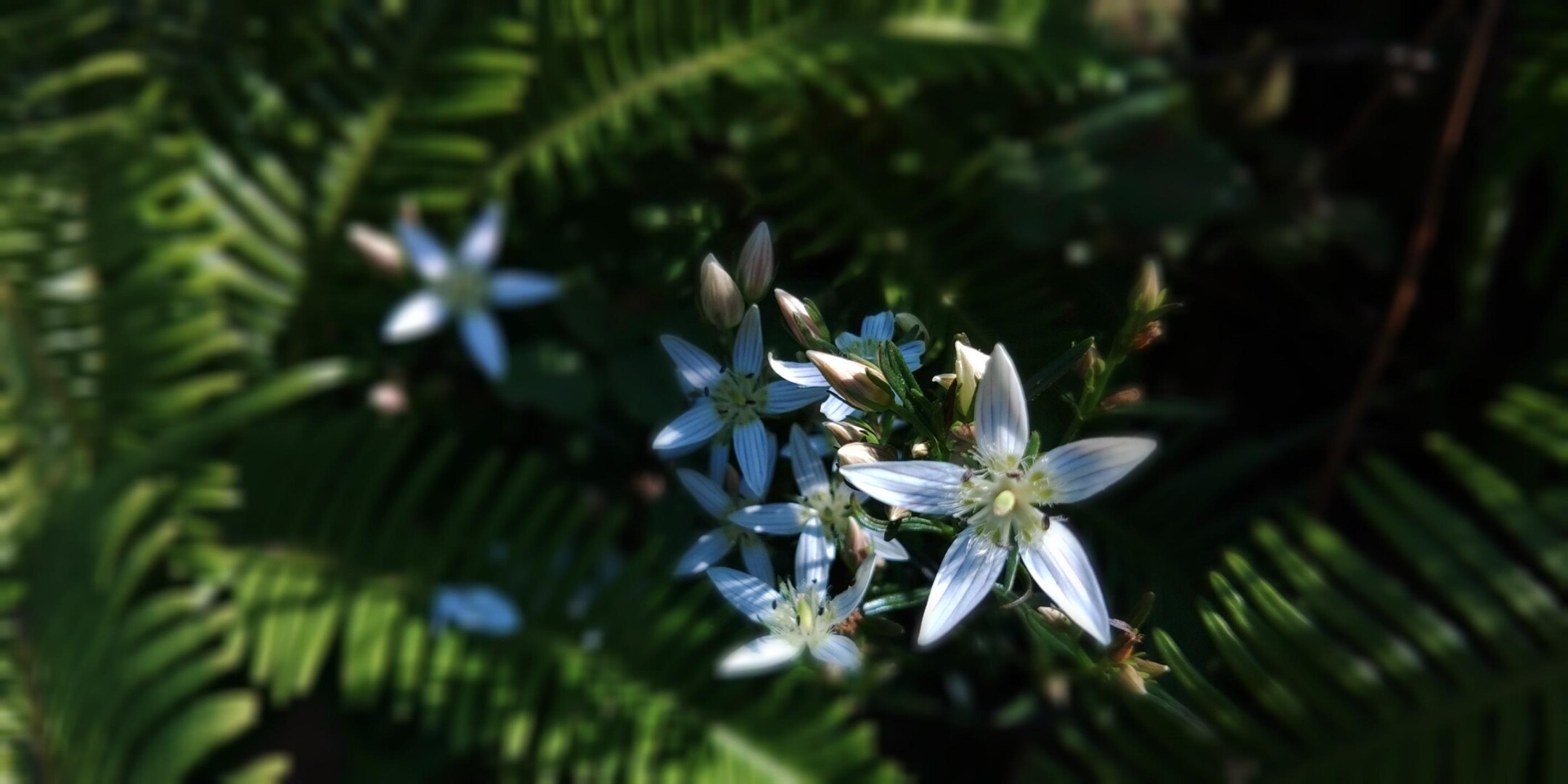 センブリ鑑賞ツアー（京見山）-2023-11-05 / MC先輩さんの京見山・檀特山・朝日山の活動データ | YAMAP / ヤマップ