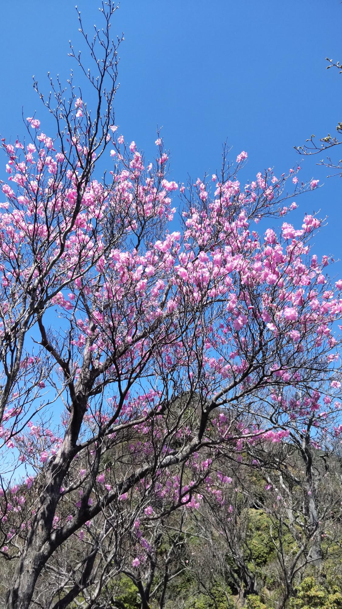 石堂山 アケボノツツジ＆石堂山!! / hiro☆hiroさんの石堂山・樋口山の活動日記 | YAMAP / ヤマップ