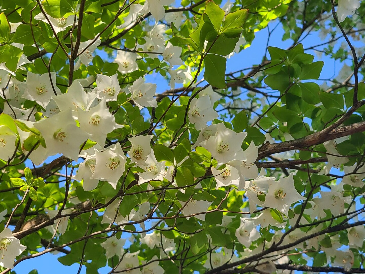西又山、高ノ河山、太助山 / jnkさんの千本山の活動データ | YAMAP / ヤマップ