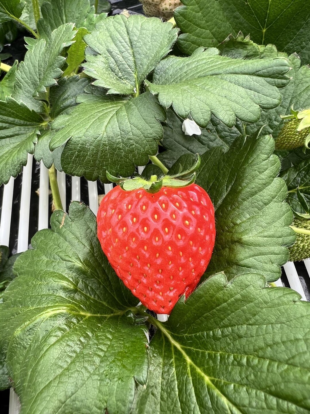 埼玉の日向山 / wak-kunさんの丸山の活動データ | YAMAP / ヤマップ