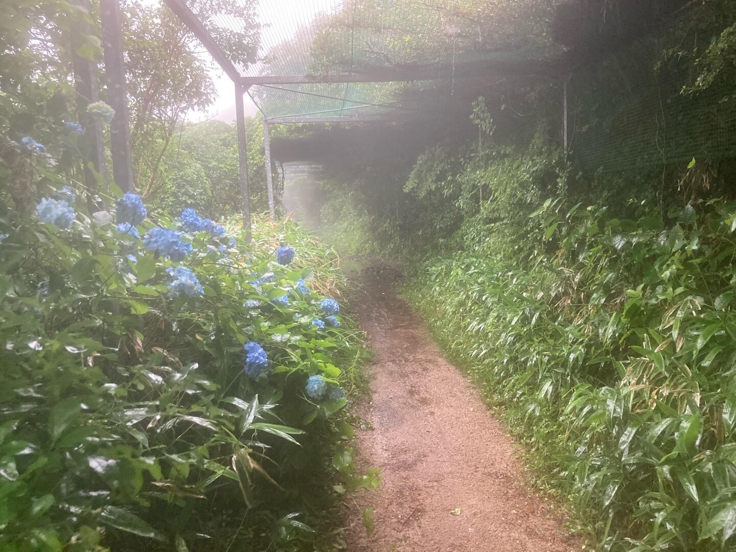 夏山トレーニング2(六甲全山縦走区間ハイキング②) / Yasutadaさんの六甲山・長峰山・摩耶山の活動データ | YAMAP / ヤマップ