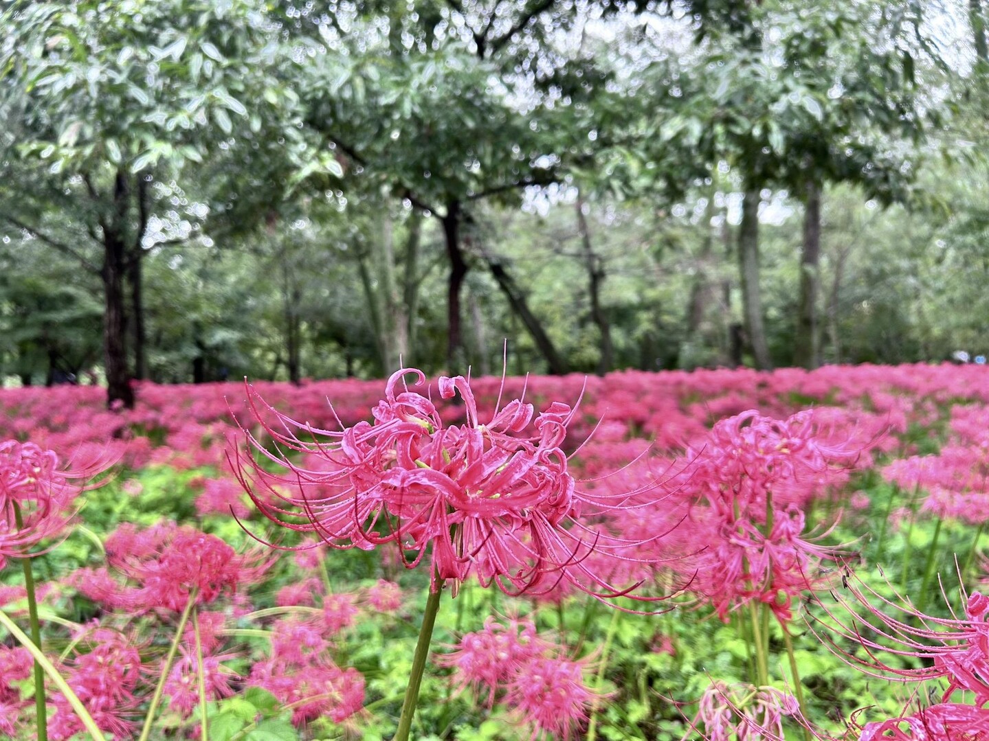 今日は1日雨だったので、山を諦めて、車で... / NORIHIROさんのモーメント | YAMAP / ヤマップ