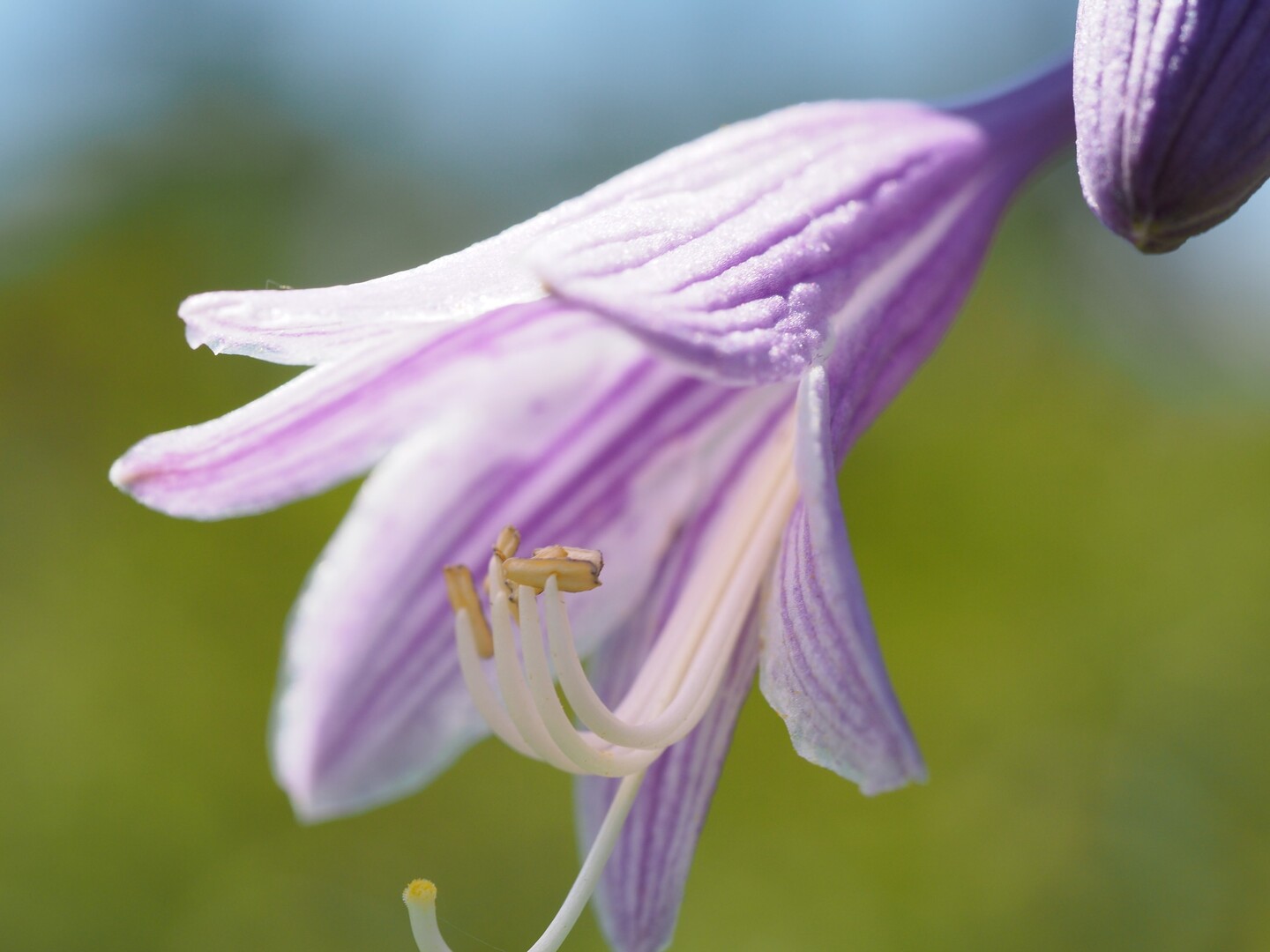 神仙沼で一休み / satoomoさんのニセコアンヌプリ・イワオヌプリ・チセヌプリの活動データ | YAMAP / ヤマップ