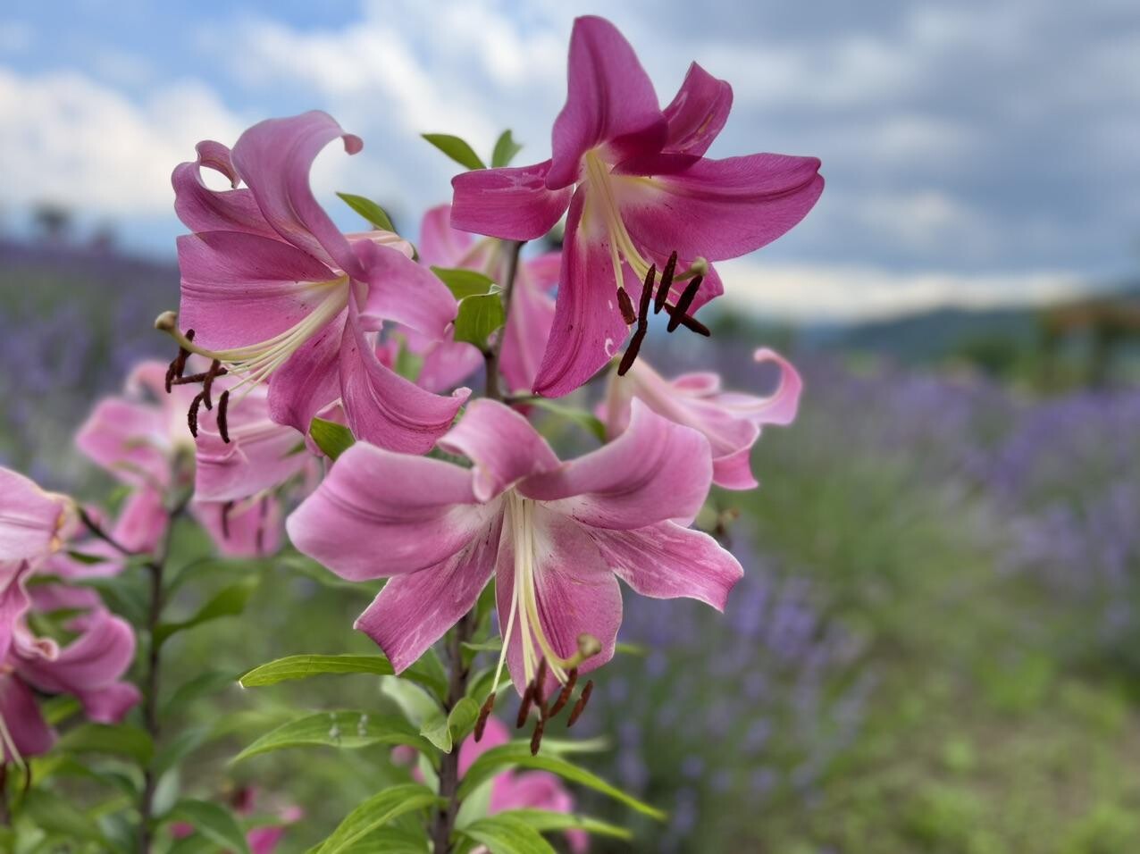 S.MAYUMIのページ | YAMAP / ヤマップ