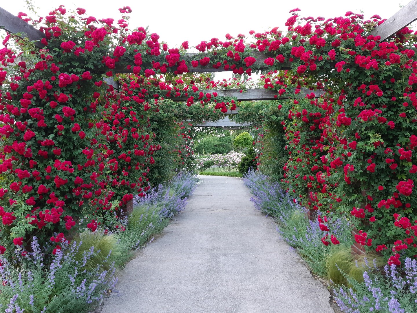 見附イングリッシュガーデン🌹。 / どれみさんのモーメント | YAMAP / ヤマップ