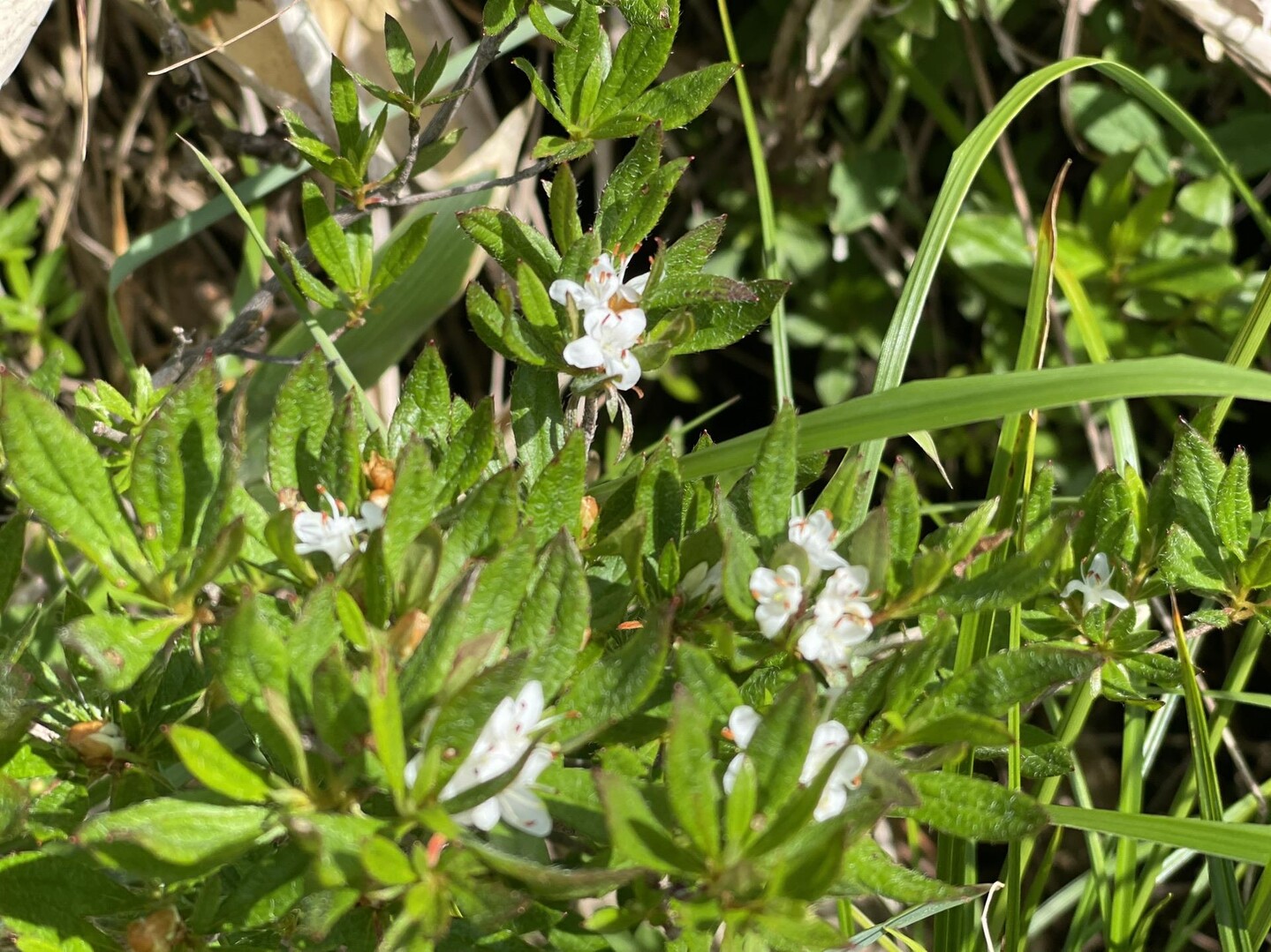 八方山・大黒岳・唐松岳 / you knowさんの鹿島槍ヶ岳・五竜岳（五龍岳）・唐松岳の活動データ | YAMAP / ヤマップ