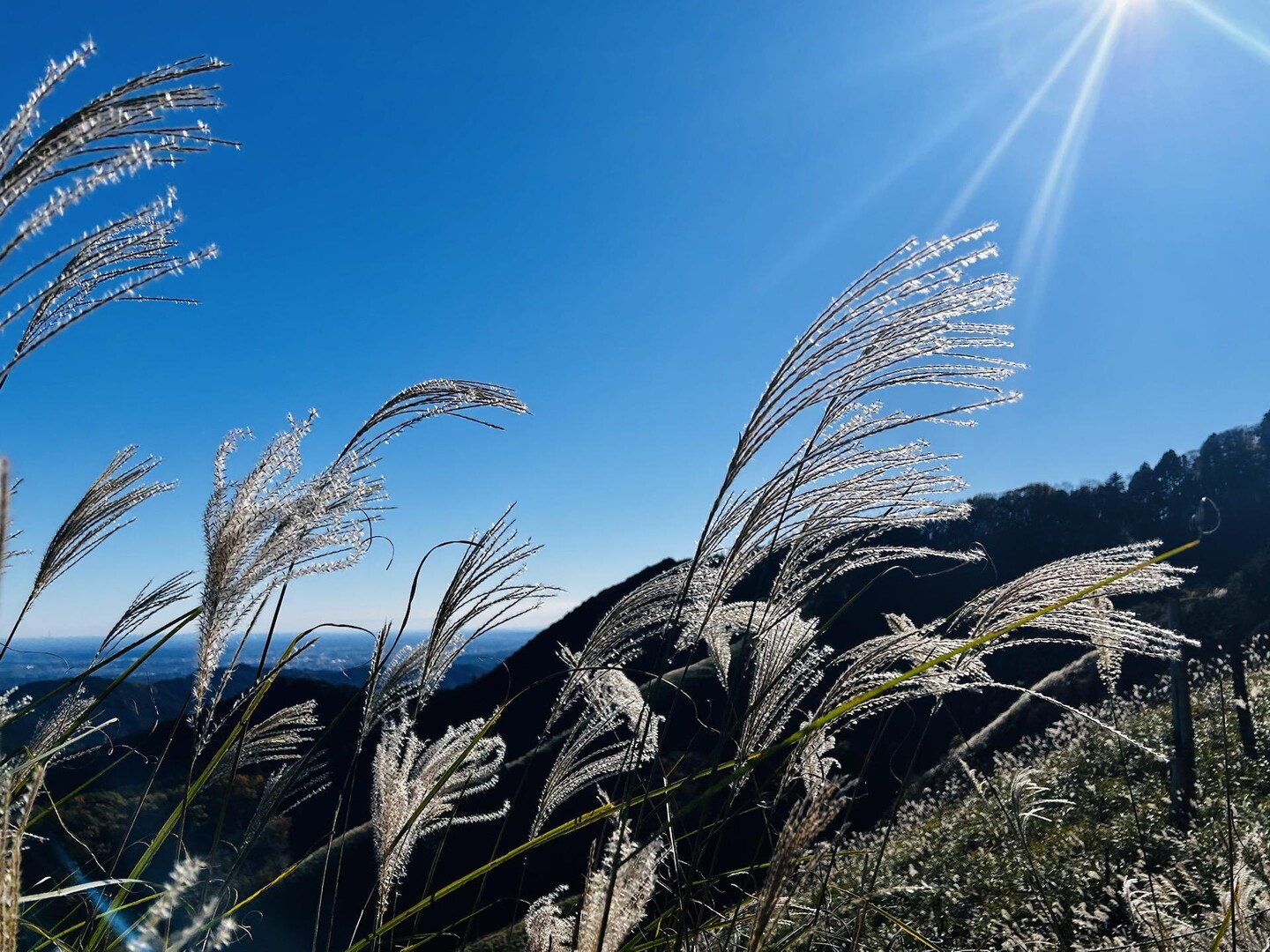 高水三山🍂🌾 / mieeさんの高水山・岩茸石山・惣岳山の活動日記 | YAMAP / ヤマップ