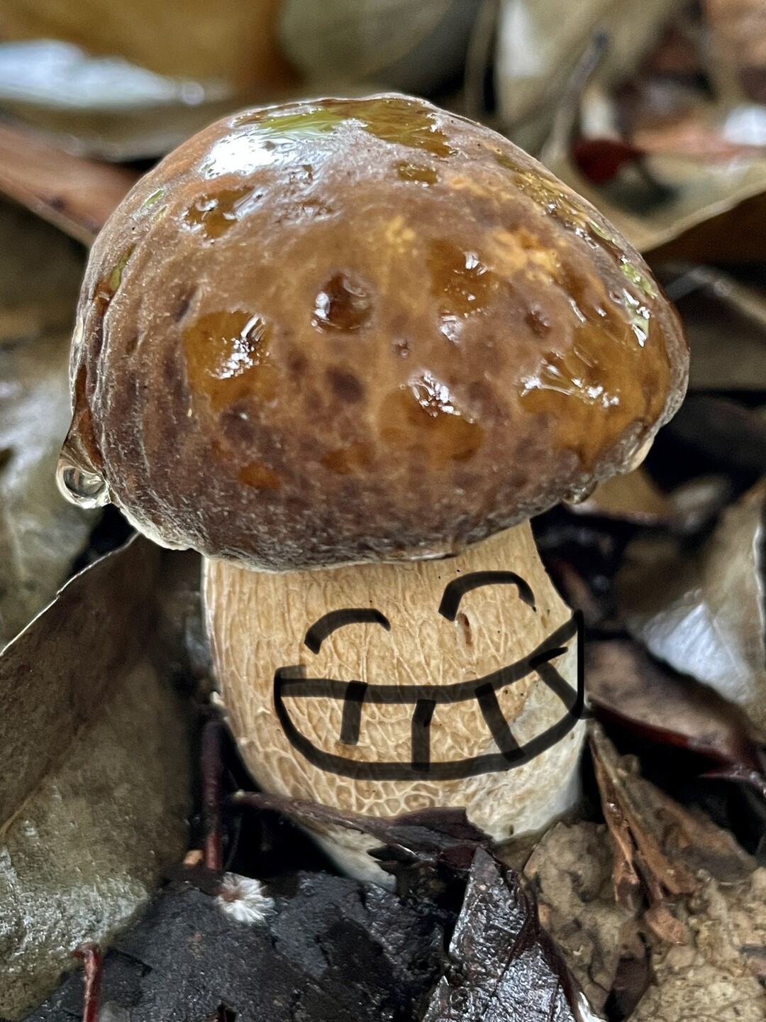 2022.06.28(火) 12:17 / きのこさんのモーメント | YAMAP / ヤマップ