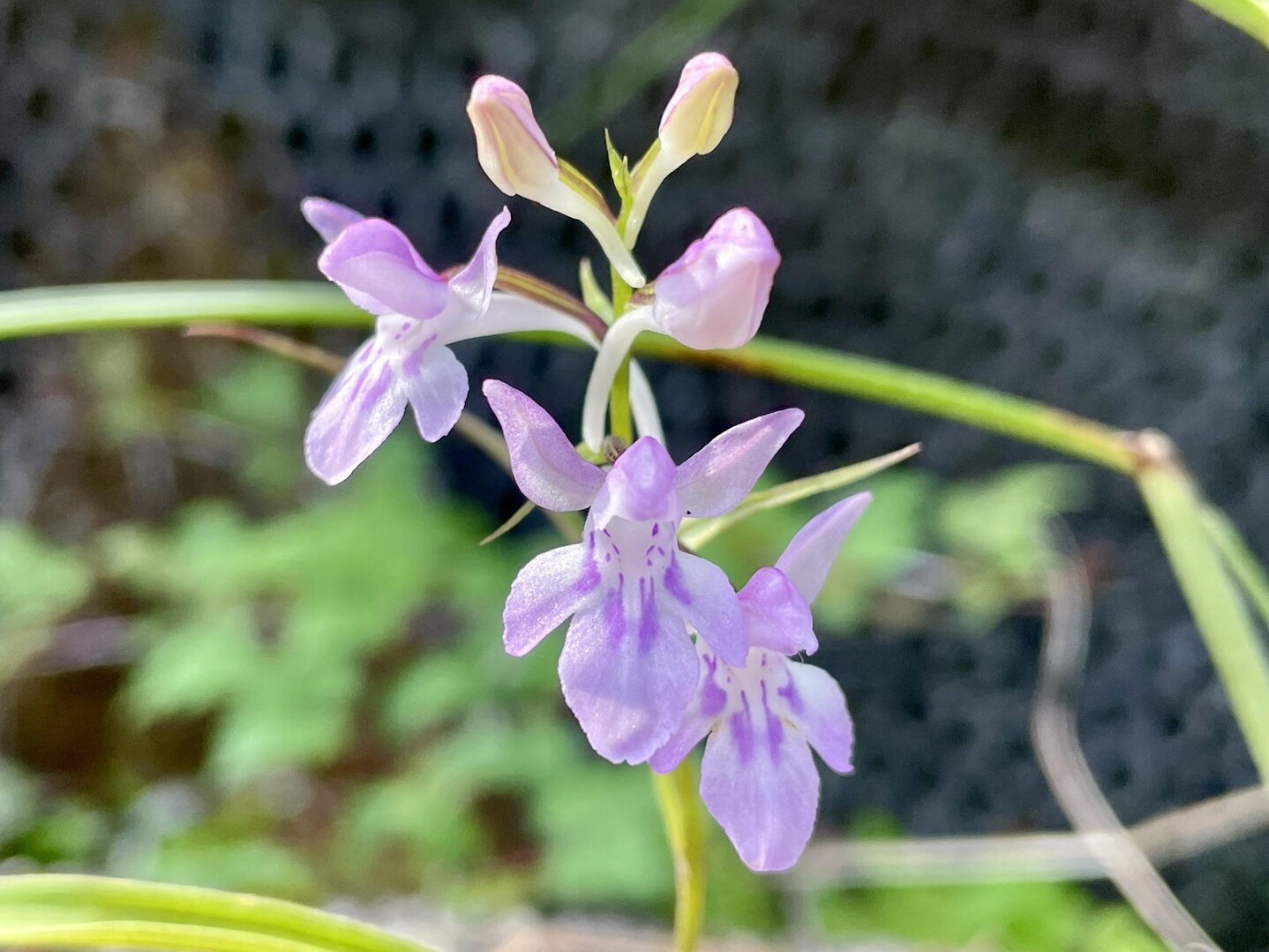 2024年7月の初め、ウチョウランに会い... / otaksaさんのモーメント | YAMAP / ヤマップ