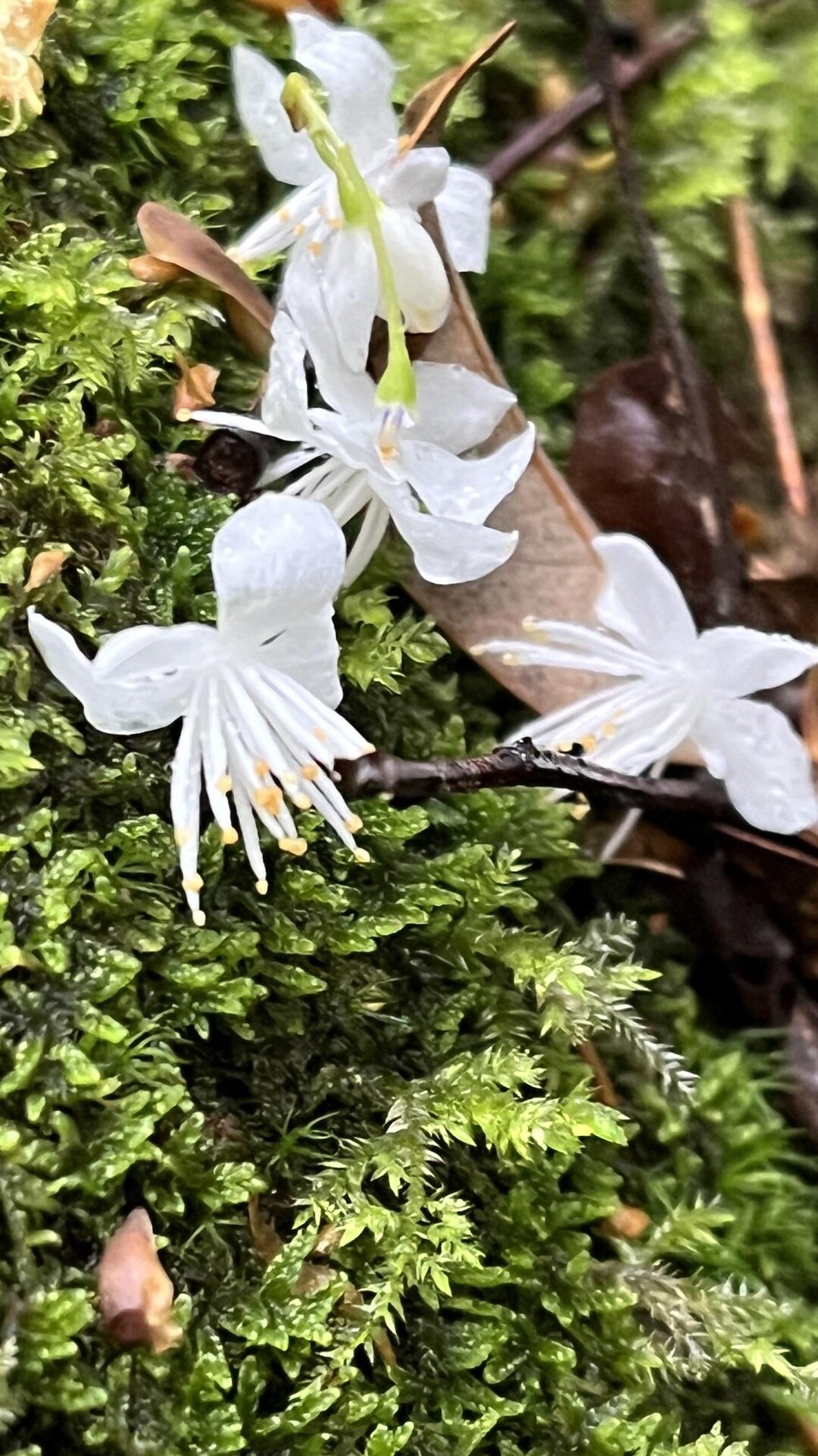 山都・白禿山・白坂山・綾部山・高取山・御手洗山 / jan4422さんの雷山・井原山の活動データ | YAMAP / ヤマップ