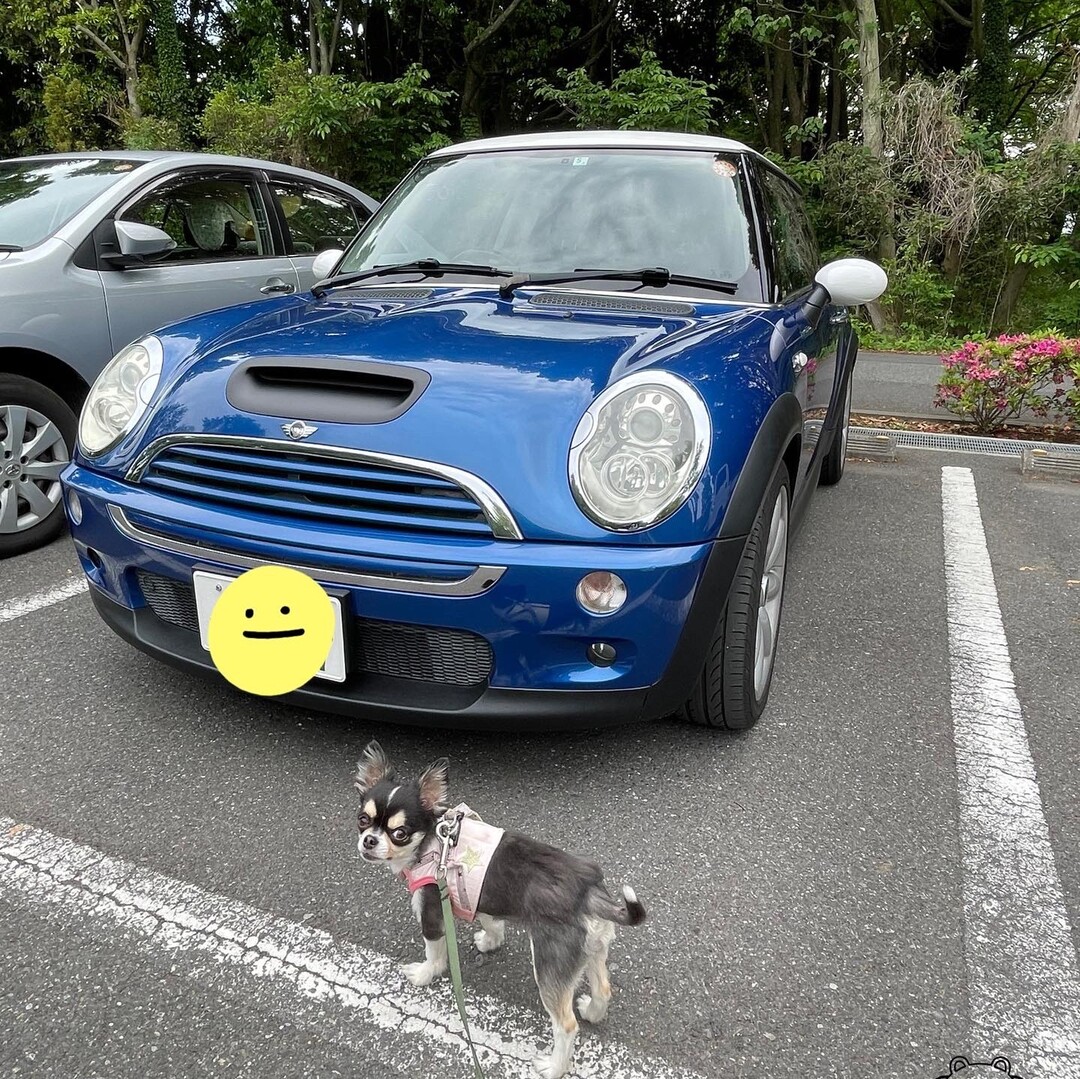 【今日の散歩】🐕 MINIに乗せて広い... / kimintulaさんのモーメント | YAMAP / ヤマップ